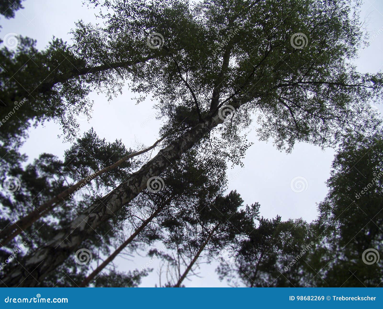 View through the Birch Tree Tops Stock Image - Image of panorama ...