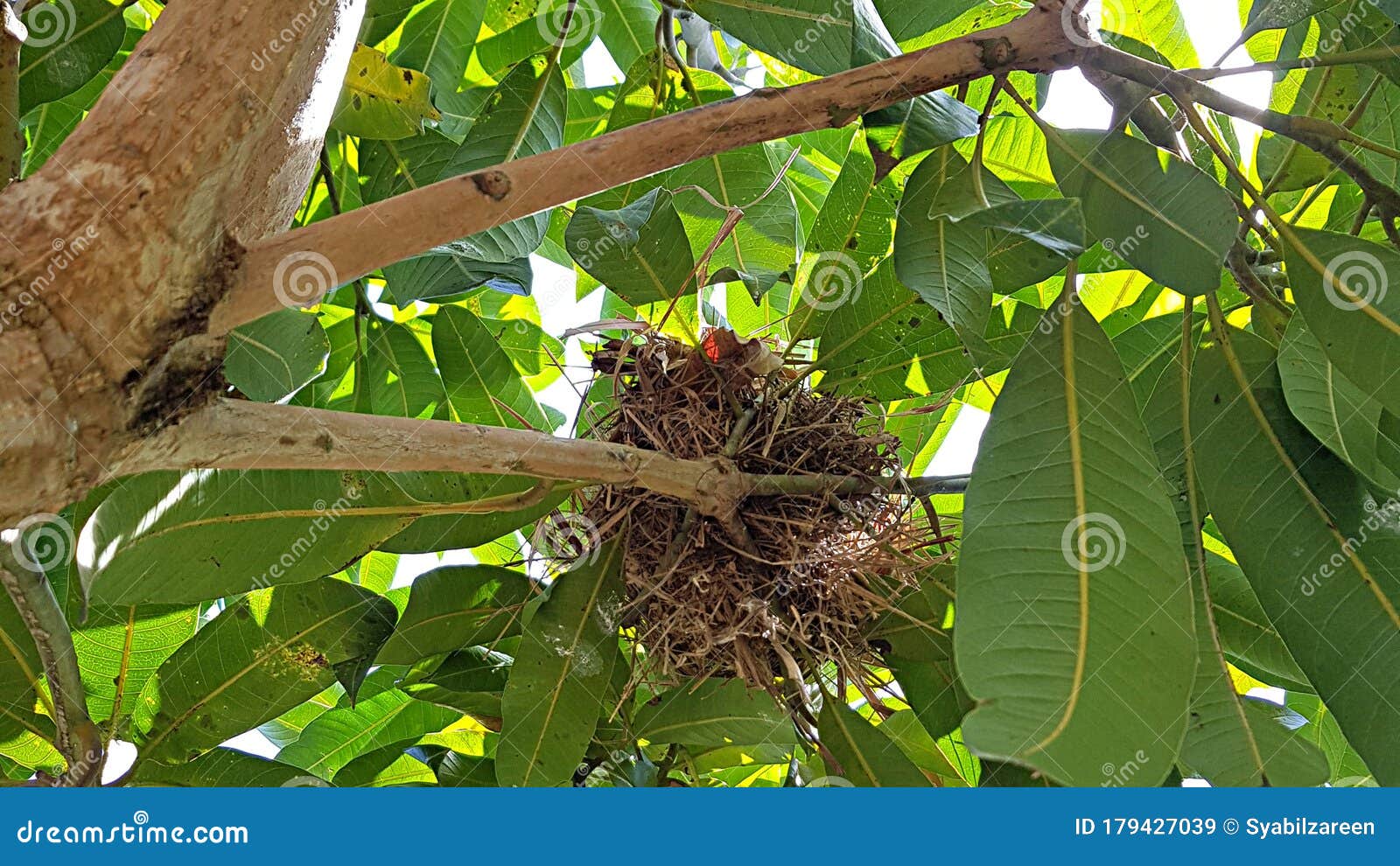 Bird Nest on Tree stock image. Image of nest, nesting - 179427039