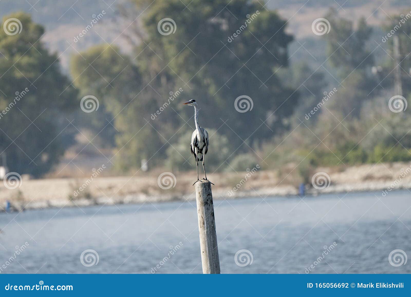 A bird on a pillar stock photo. Image of forest, bank - 165056692