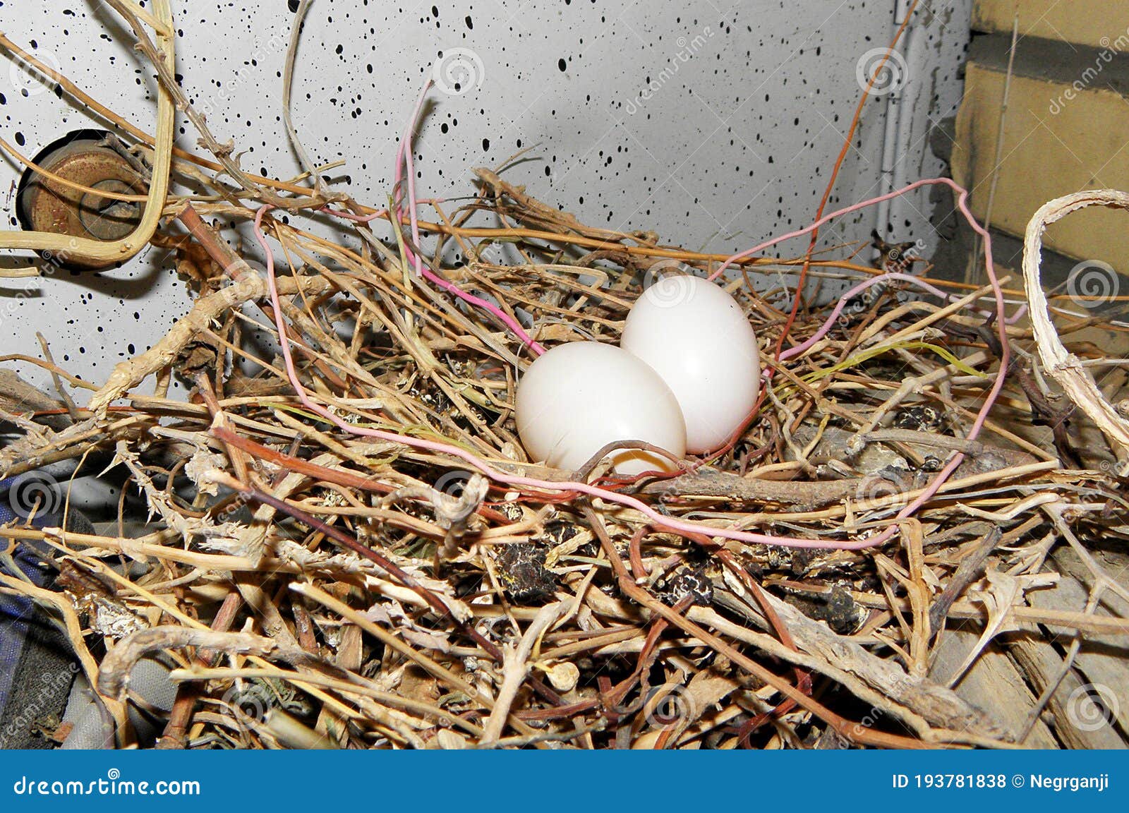 View of a Bird`s Nest with Two Small White Eggs with Chickens Inside ...