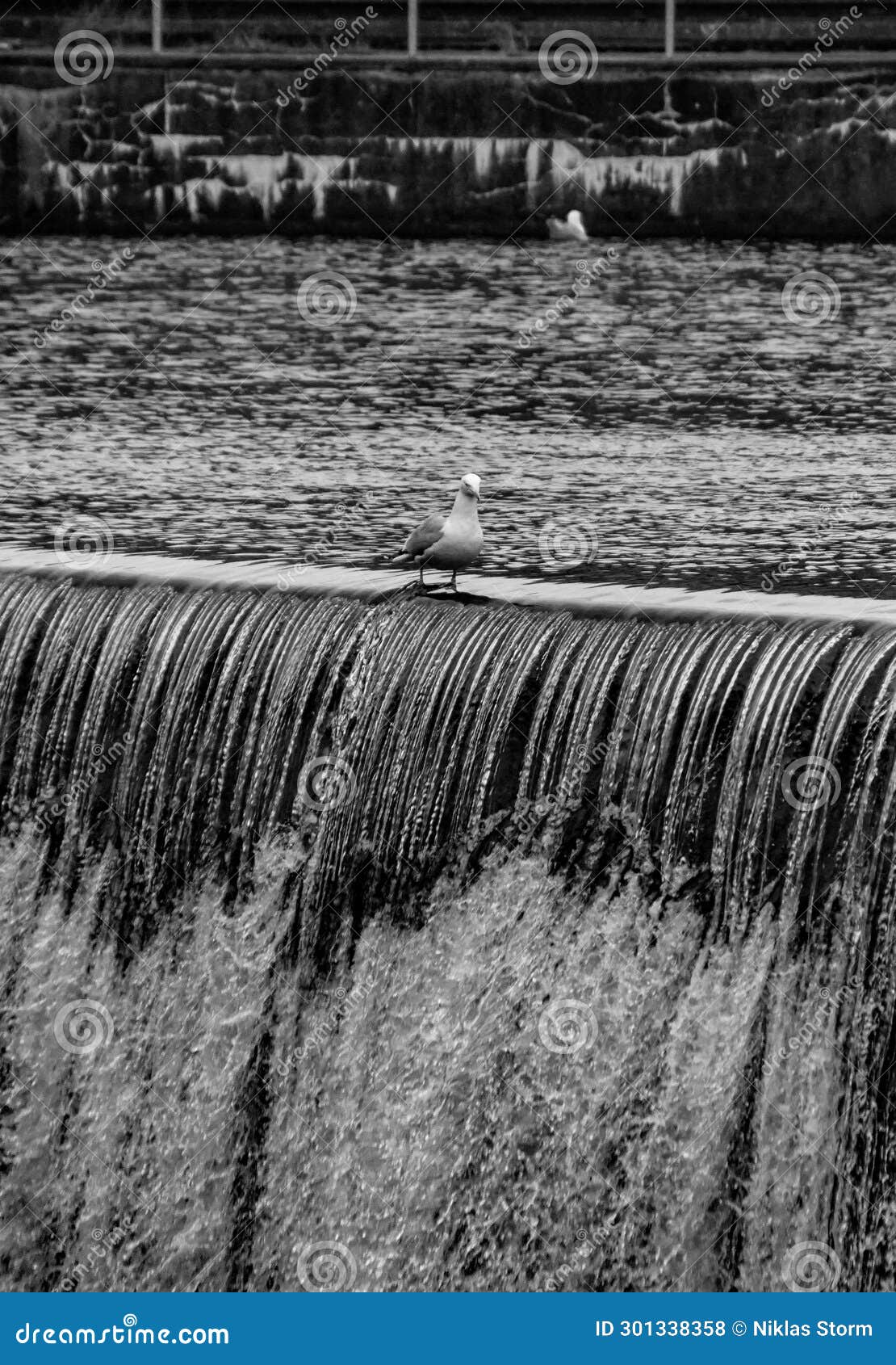View of a Bird Standing at Waterfall Stock Photo - Image of gull ...
