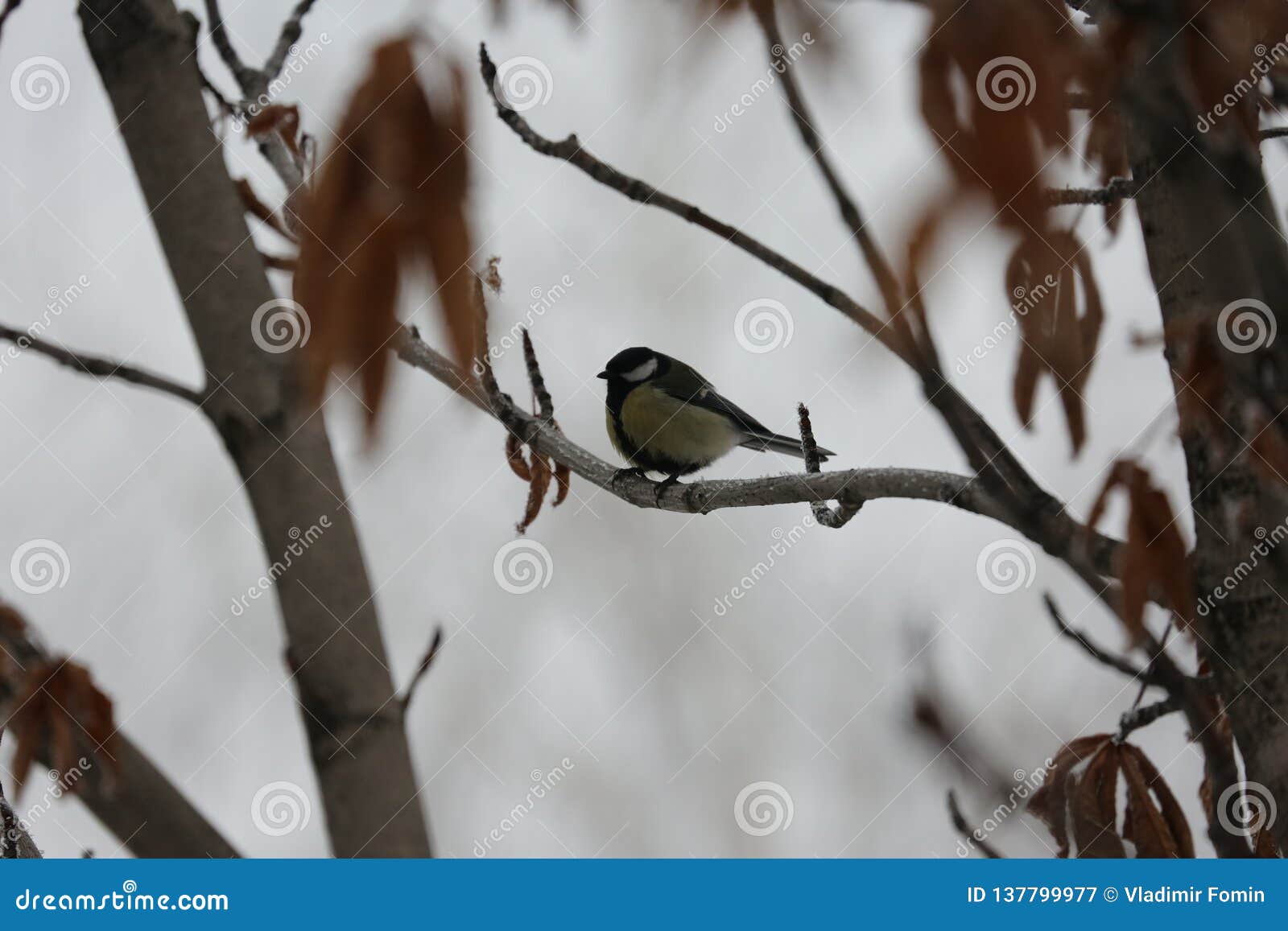 Birds on the Branches of a Tree in Winter. Stock Image - Image of ...