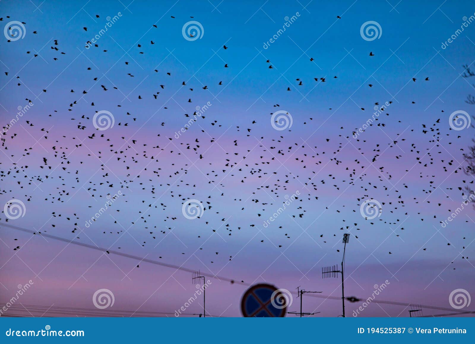 View of Birds Crowd in Blue Sky Stock Image - Image of crowd, group ...