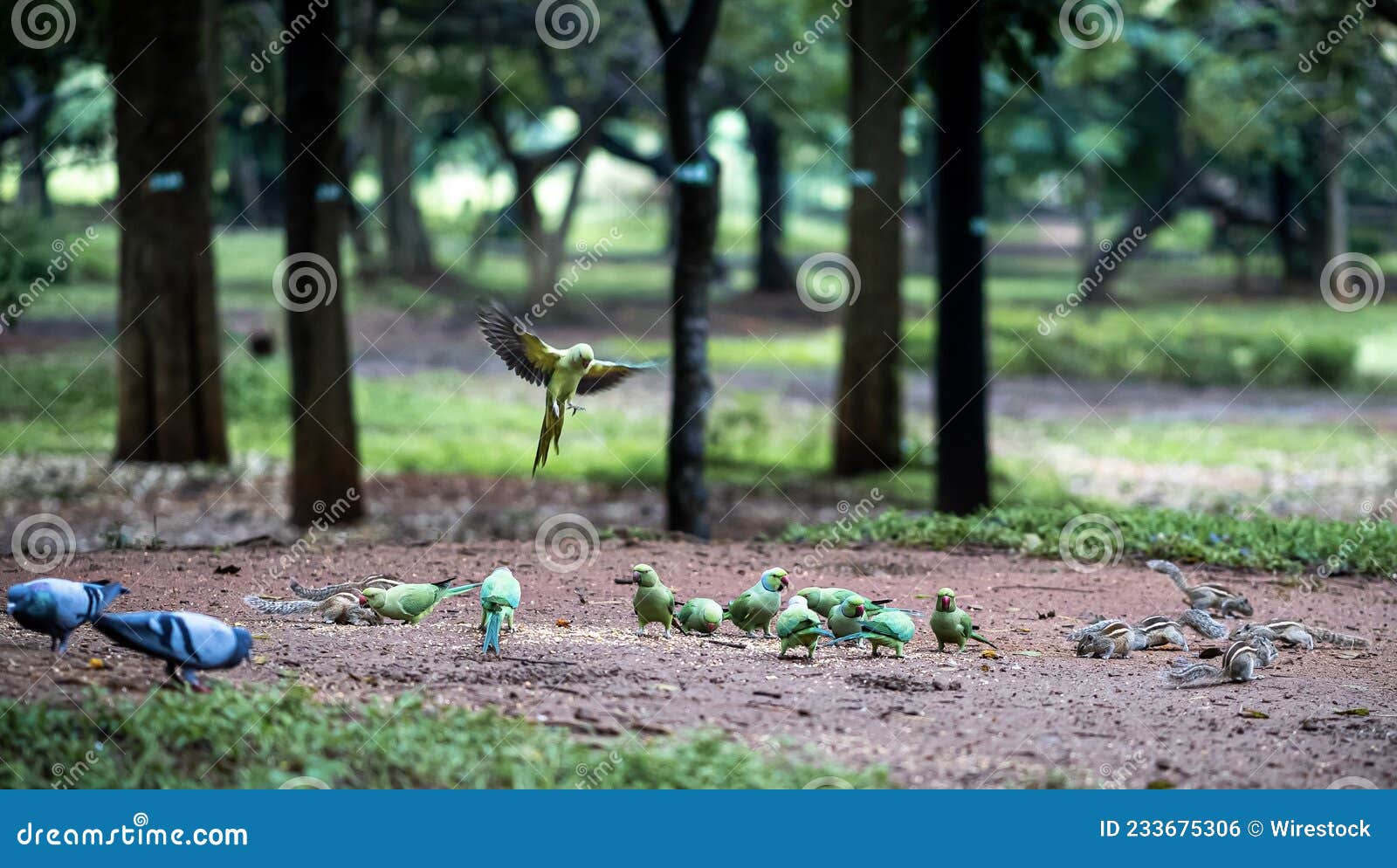 View of Birds Eating Corn on the Ground in the Park Stock Photo - Image ...