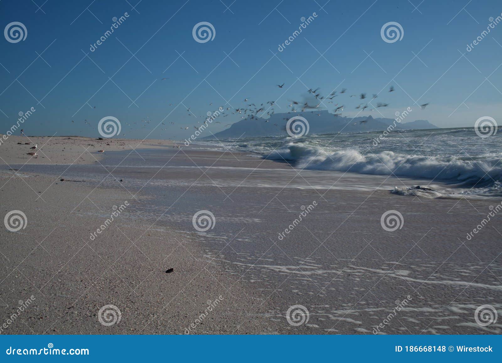 View of Birds Flying Above the Seashore with Strong Waves in the Ocean ...
