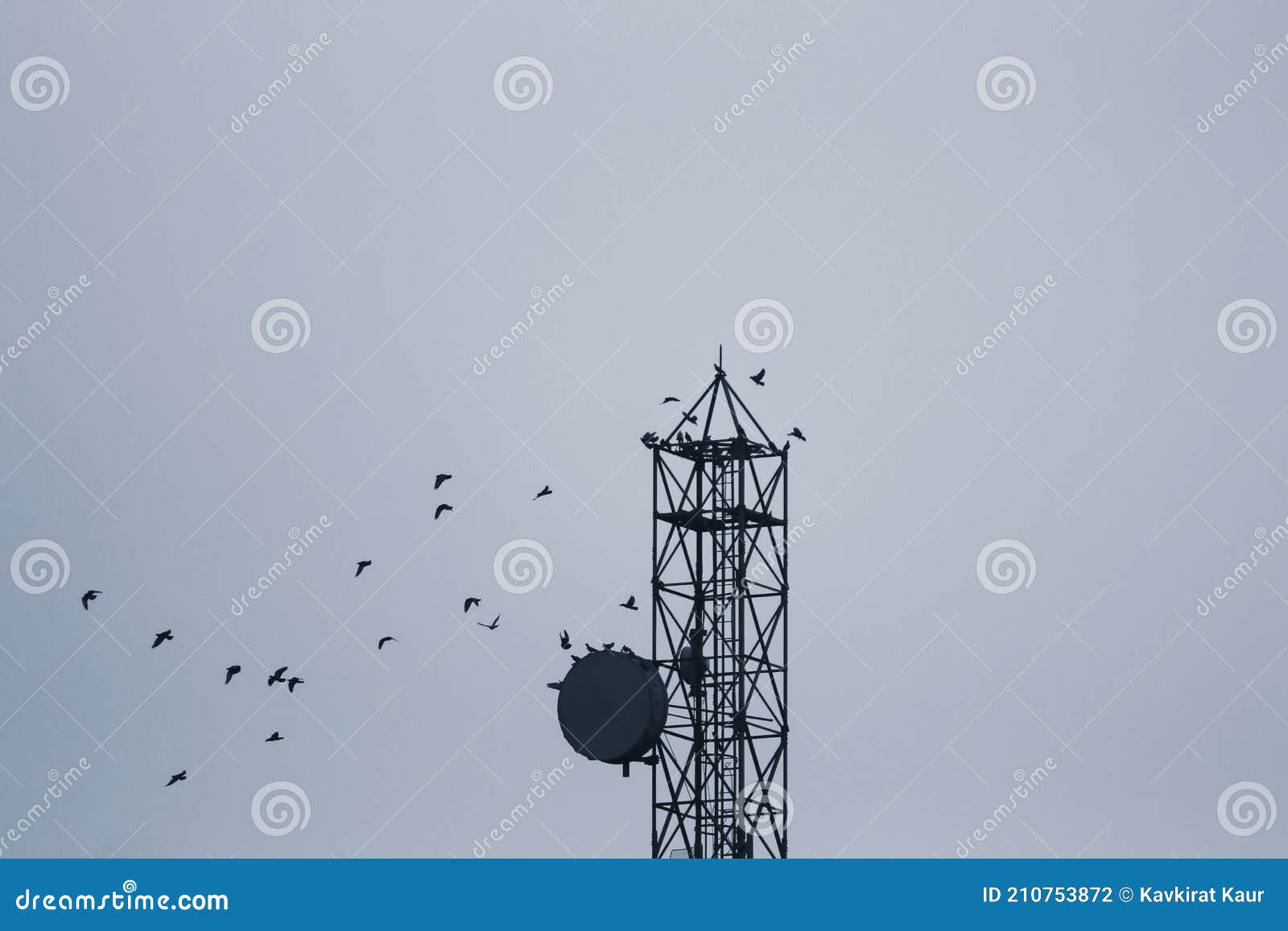View Birds Flying Around the Tower in the City Stock Photo - Image of ...