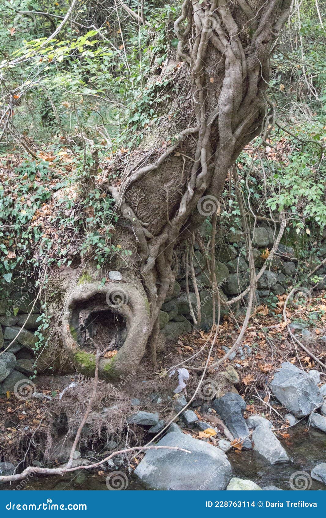 Bizarre Shaped Trunk Tree in a Forest Stock Photo - Image of leaf ...
