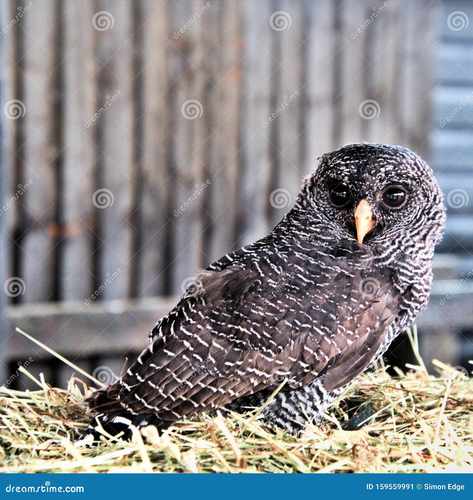 A View of a Black Banded Owl Stock Image - Image of black, flight ...