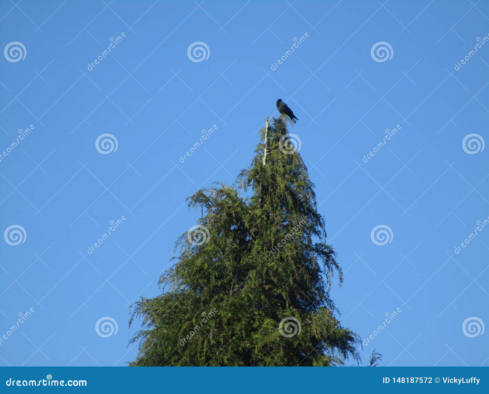 View of Black Bird Perched on Tall Conifer Tree 2019 Stock Photo ...
