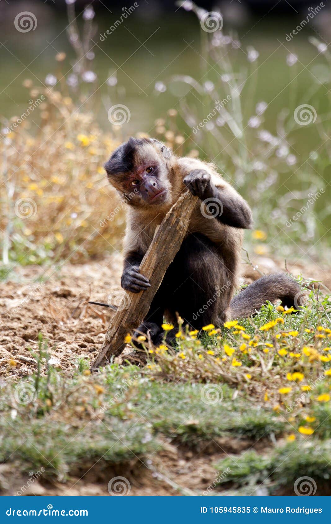 Black-capped Capuchin stock image. Image of capuchin - 105945835