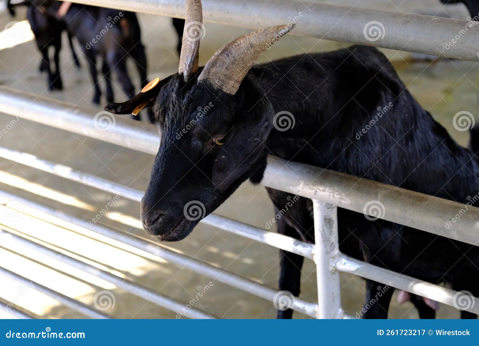 View of the Black Goats in a Farm Stock Image - Image of mammal, summer ...