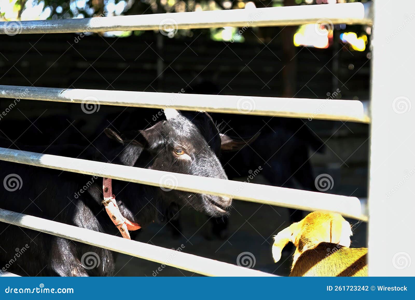 View of the Black Goats in a Farm Stock Photo - Image of cute, outdoor ...