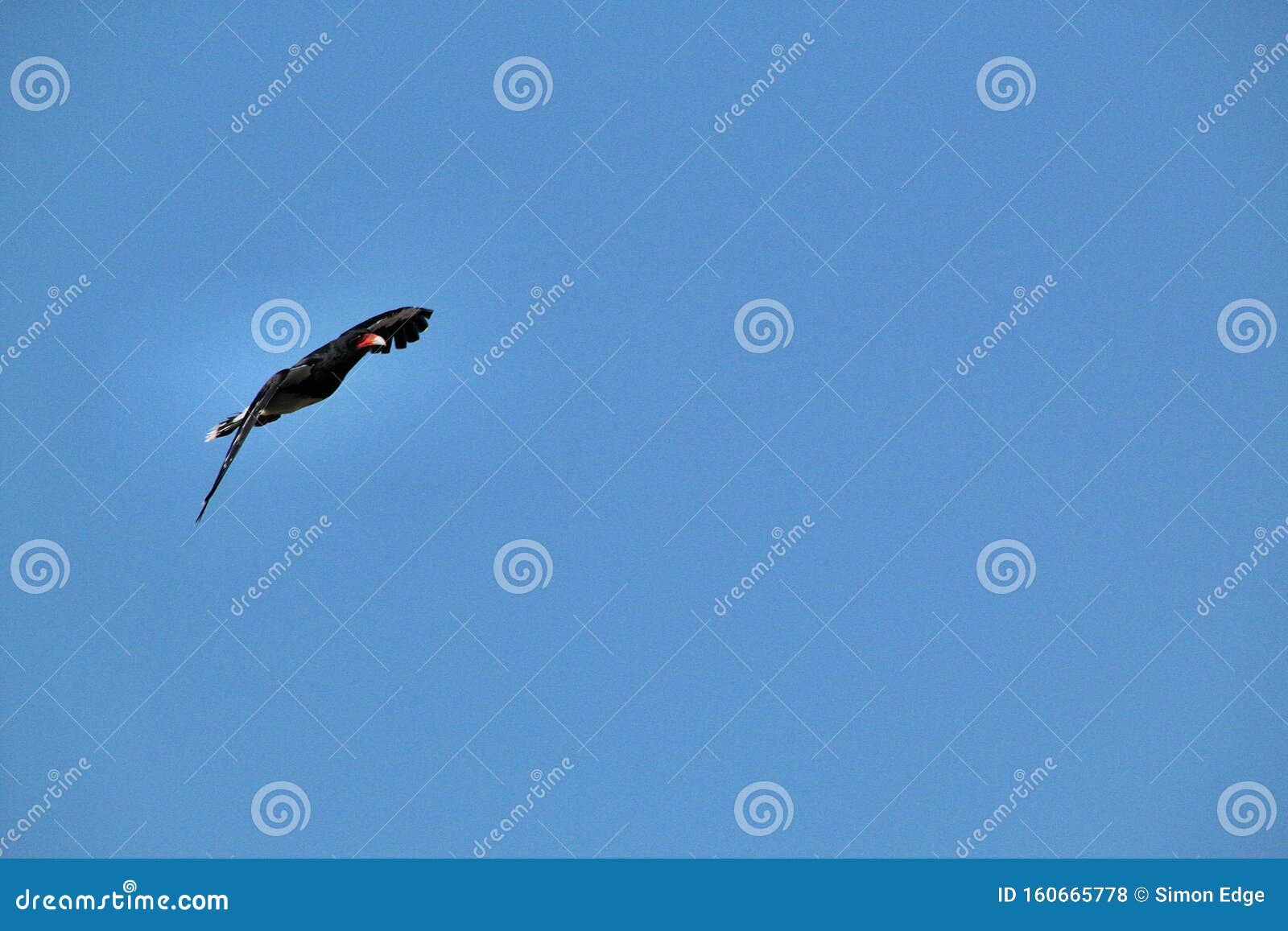 A View of a Black Hawk in Flight Stock Photo - Image of flight, eagle ...