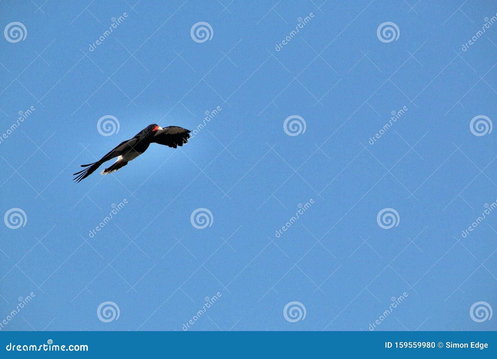 A View of a Black Hawk in Flight Stock Photo - Image of reserve, flight ...