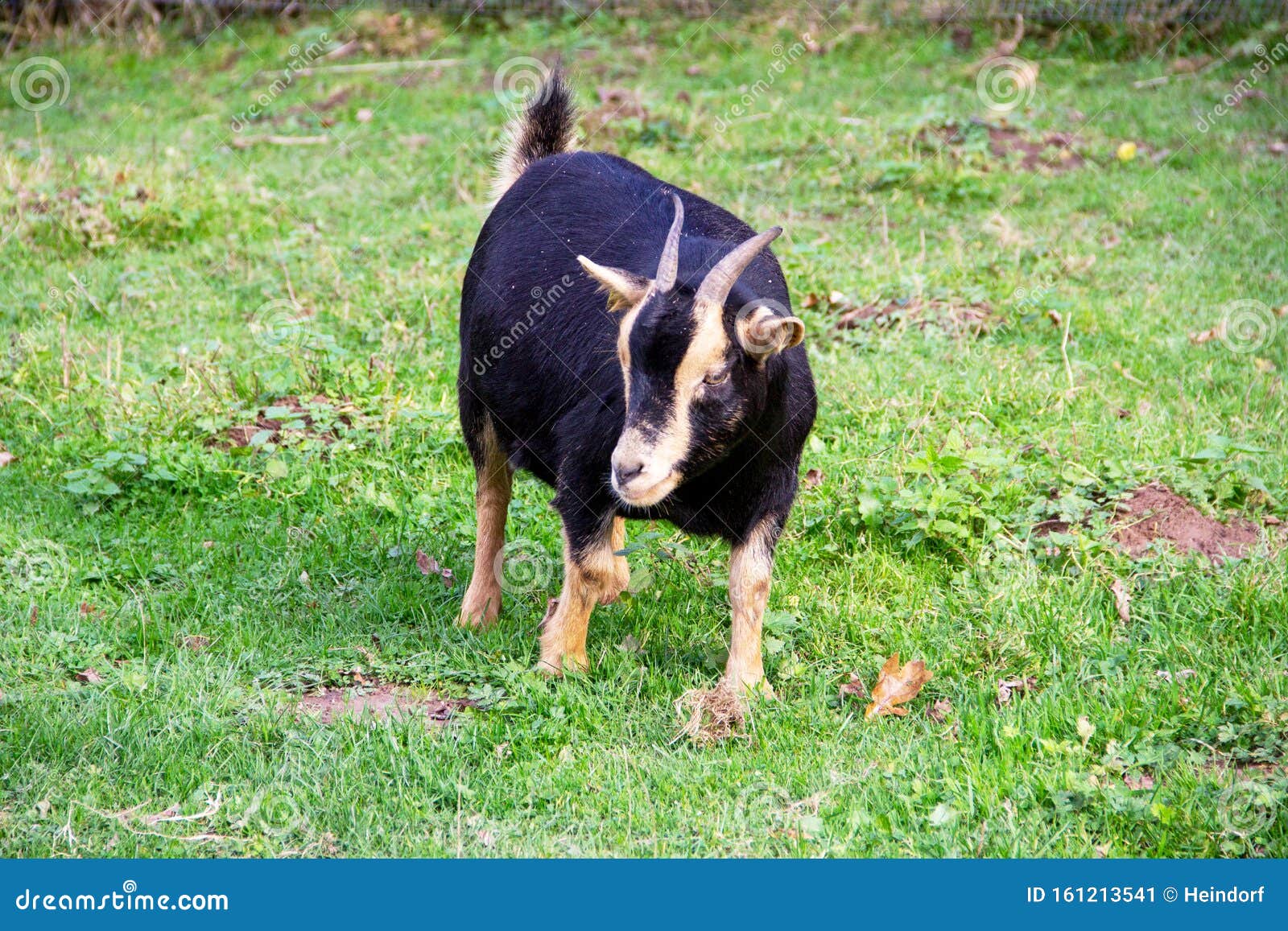 A Black Horned Goat of the Thuringian Forest Goat Stock Image - Image ...