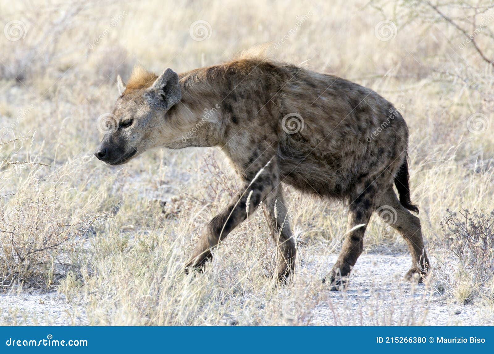 View of a Black Spotted Hyena Stock Photo - Image of savanna, outdoor ...