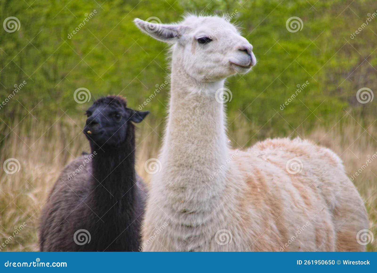 View of Black and White Alpacas Standing and Looking Side Stock Photo ...