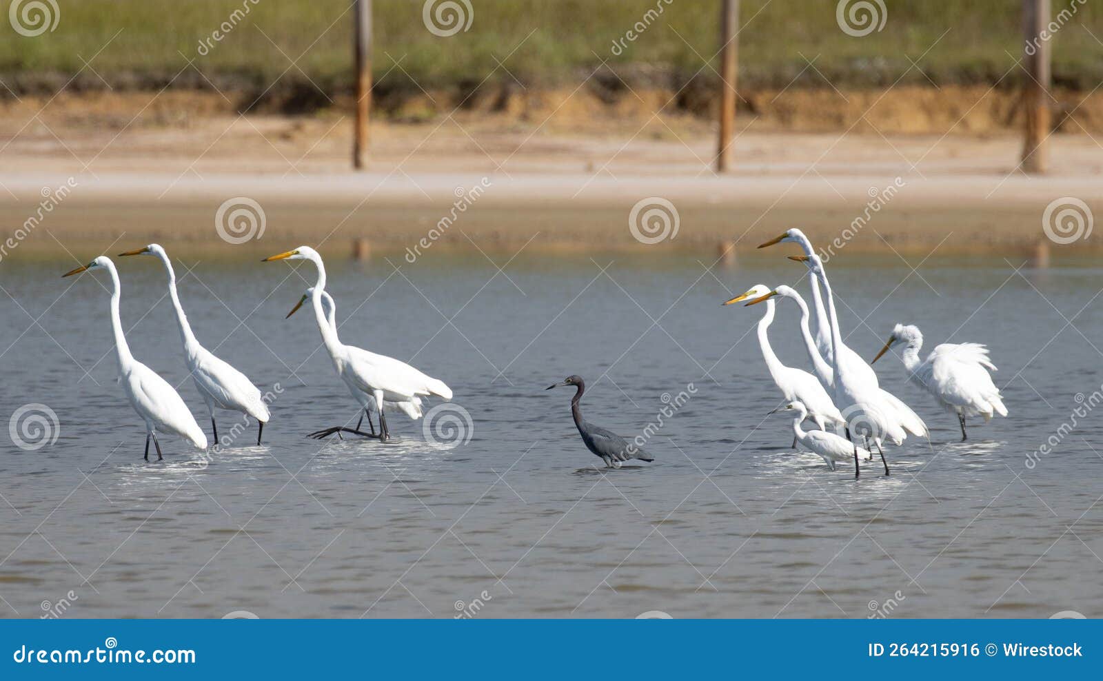 View of Black and White Eastern Great Egrets Walking in the Water Stock ...