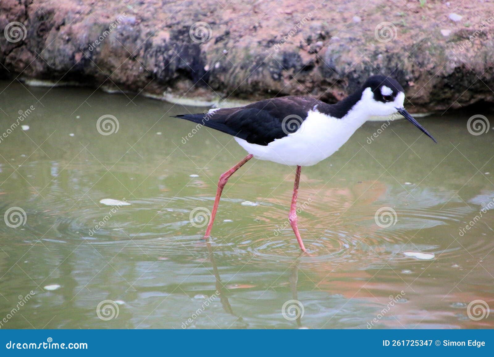 A View of a Black Winged Stilt Stock Image - Image of scarlet, bird ...