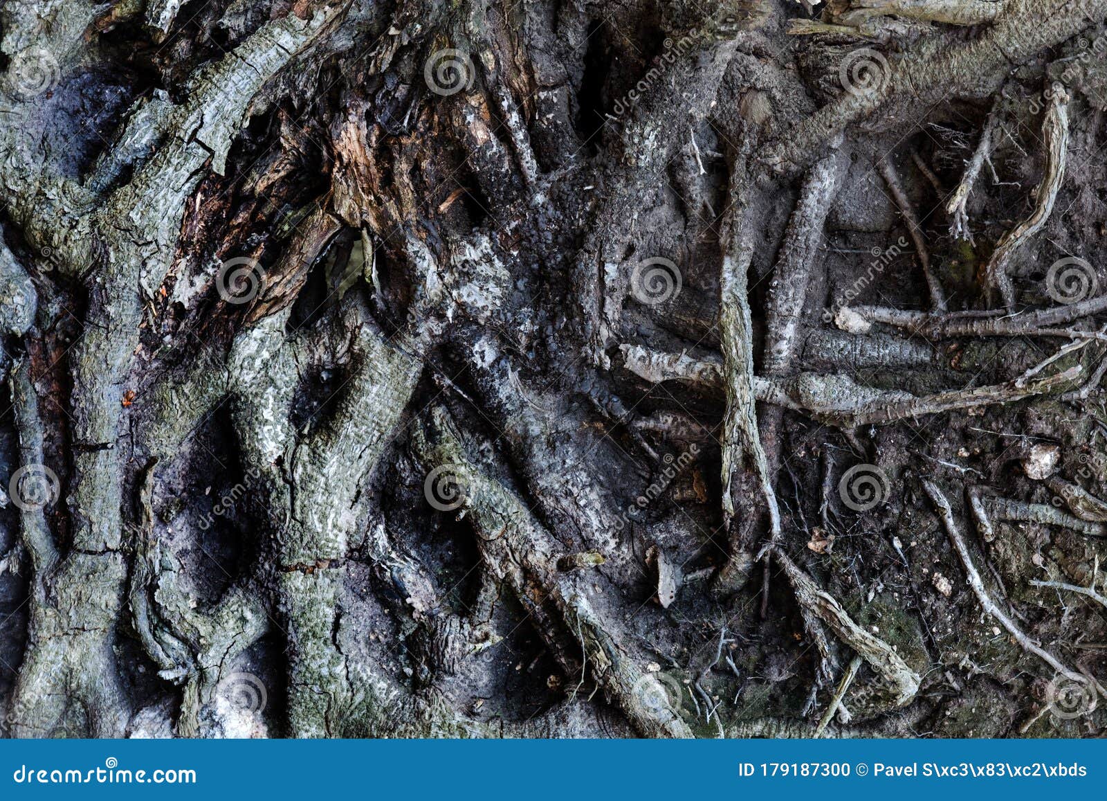 Blackened Roots of Fallen Tree Stock Photo - Image of dead, wood: 179187300