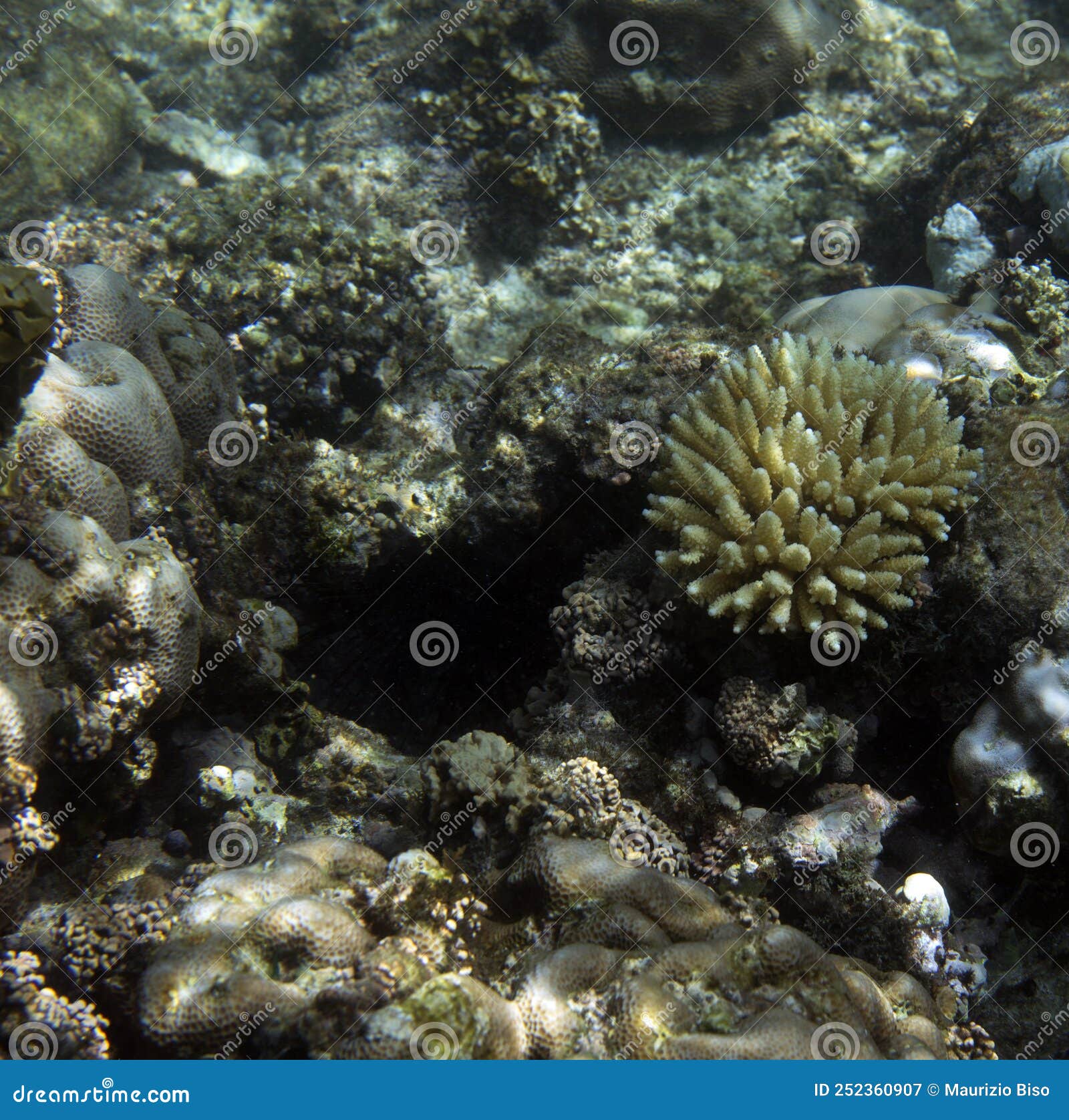 View of Bleaching Acropora Coral Stock Image - Image of destroyed ...