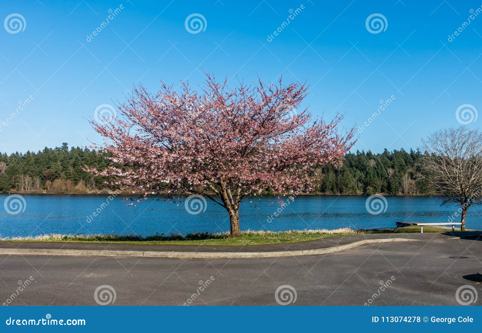 Cherry Tree on Lake 2 stock photo. Image of seattle - 113074278