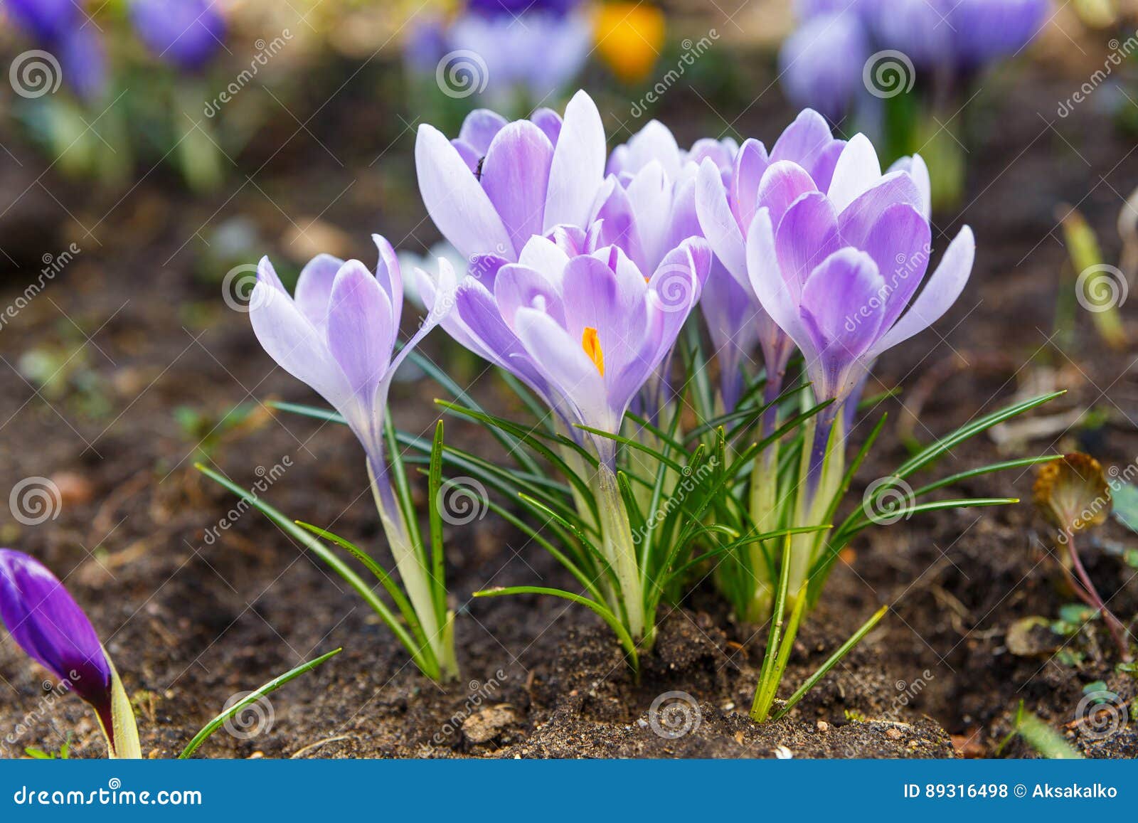 View of Blooming First Spring Flowers Crocus Stock Photo - Image of ...
