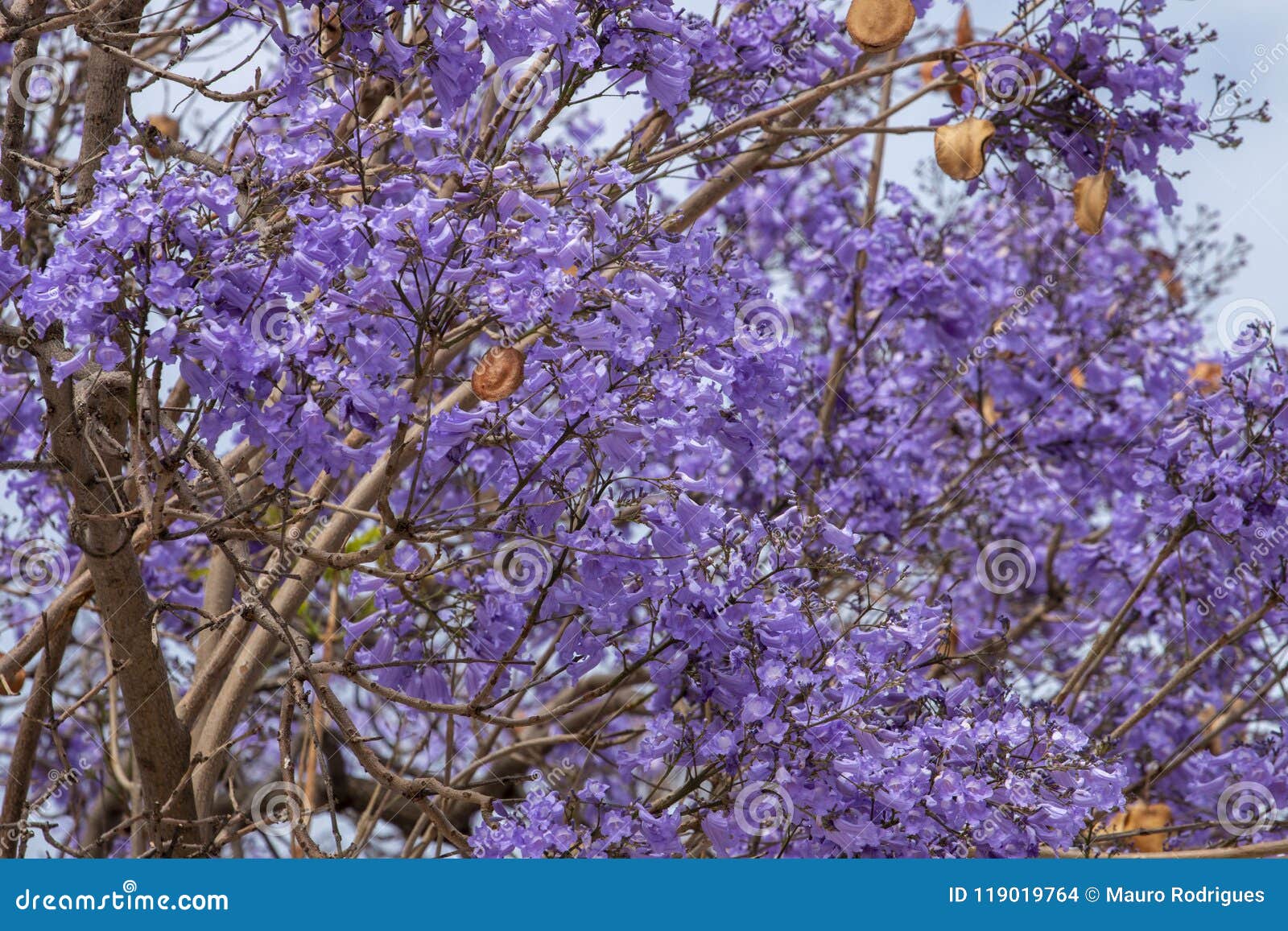 Jacaranda mimosifolia tree stock photo. Image of botany - 119019764