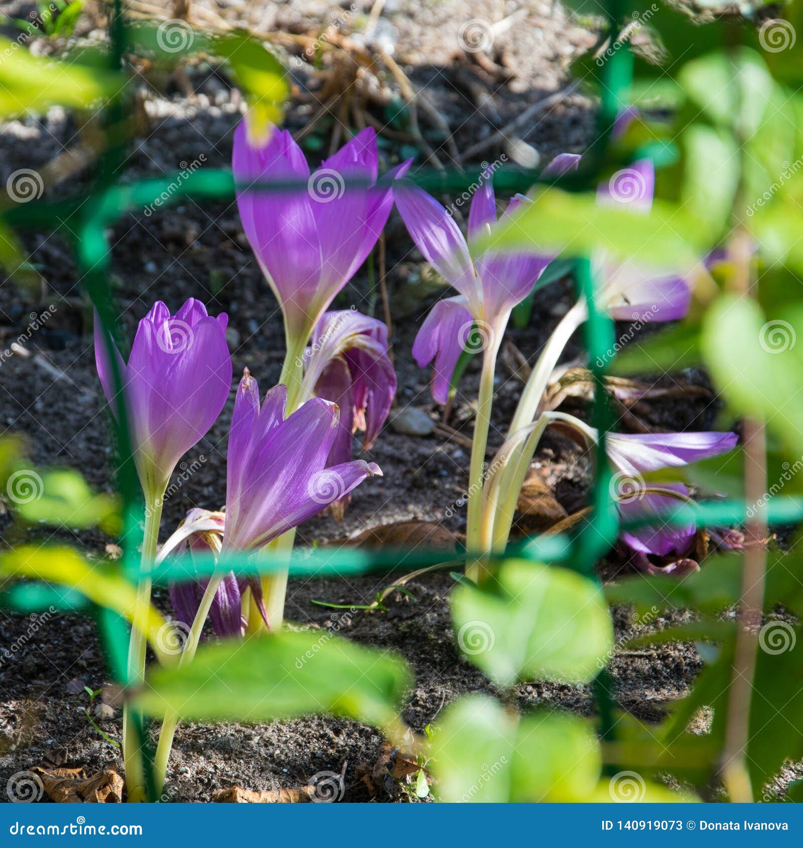 View of Blooming Spring Flowers Crocus Growing in Wildlife. Purple ...