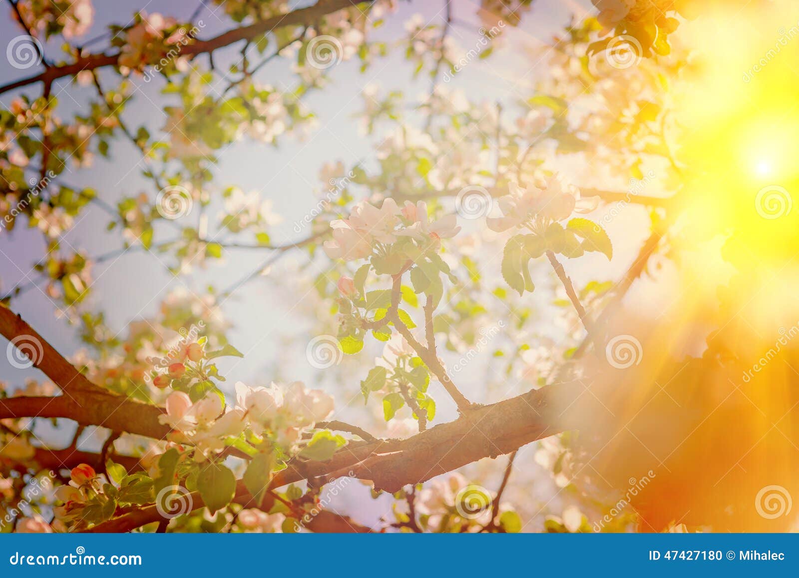 269 Sunbeam Translucent Stock Photos - Free & Royalty-Free Stock Photos ...