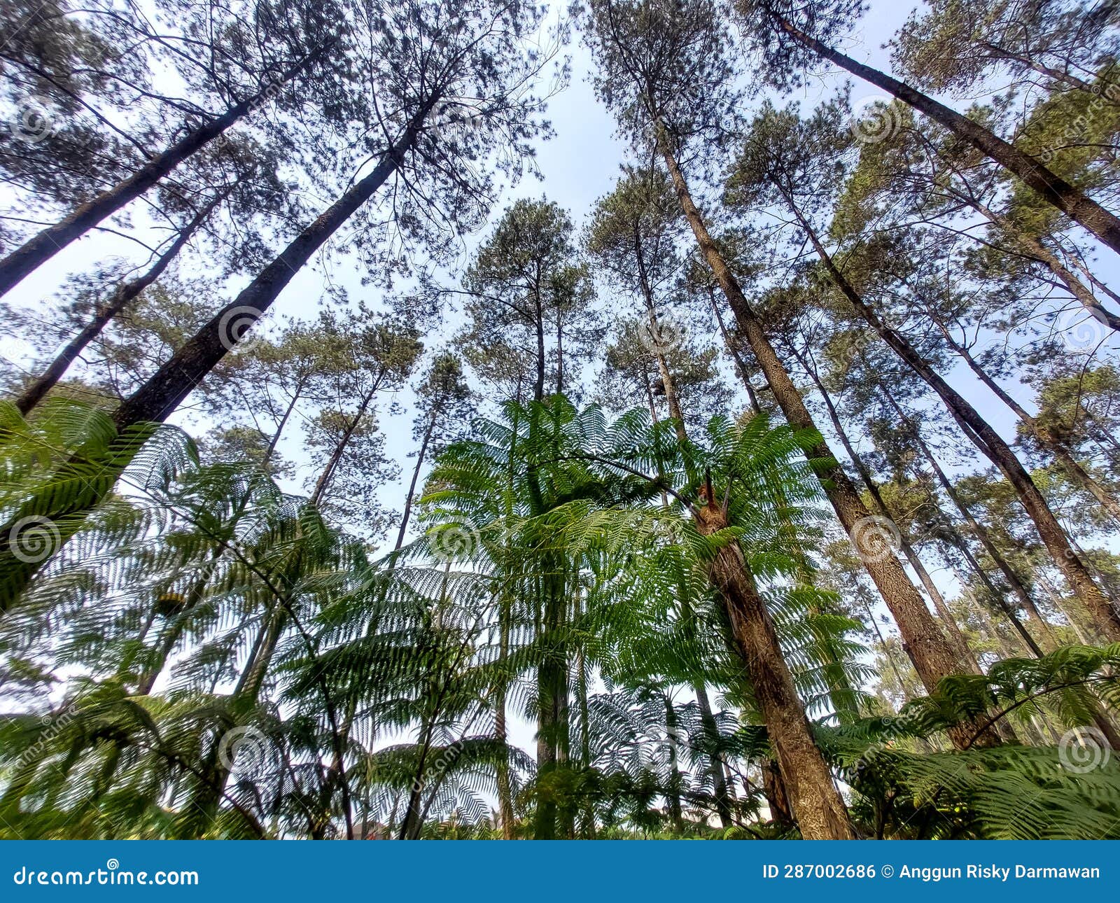 The View of the Blue Sky and a Forest of Large Pine Trees Stock Photo ...