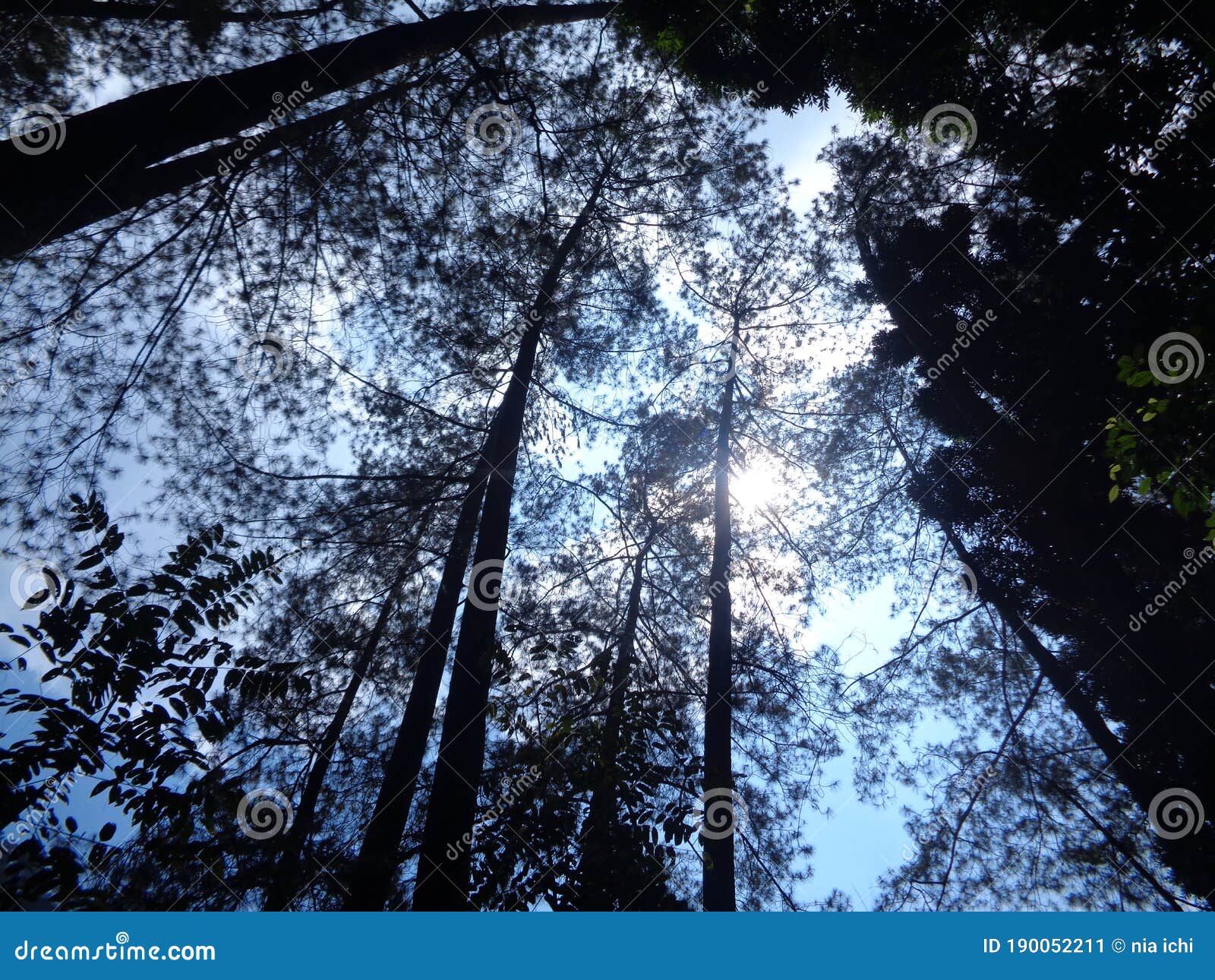 View of Blue Sky from in the Forest Stock Image - Image of morning ...