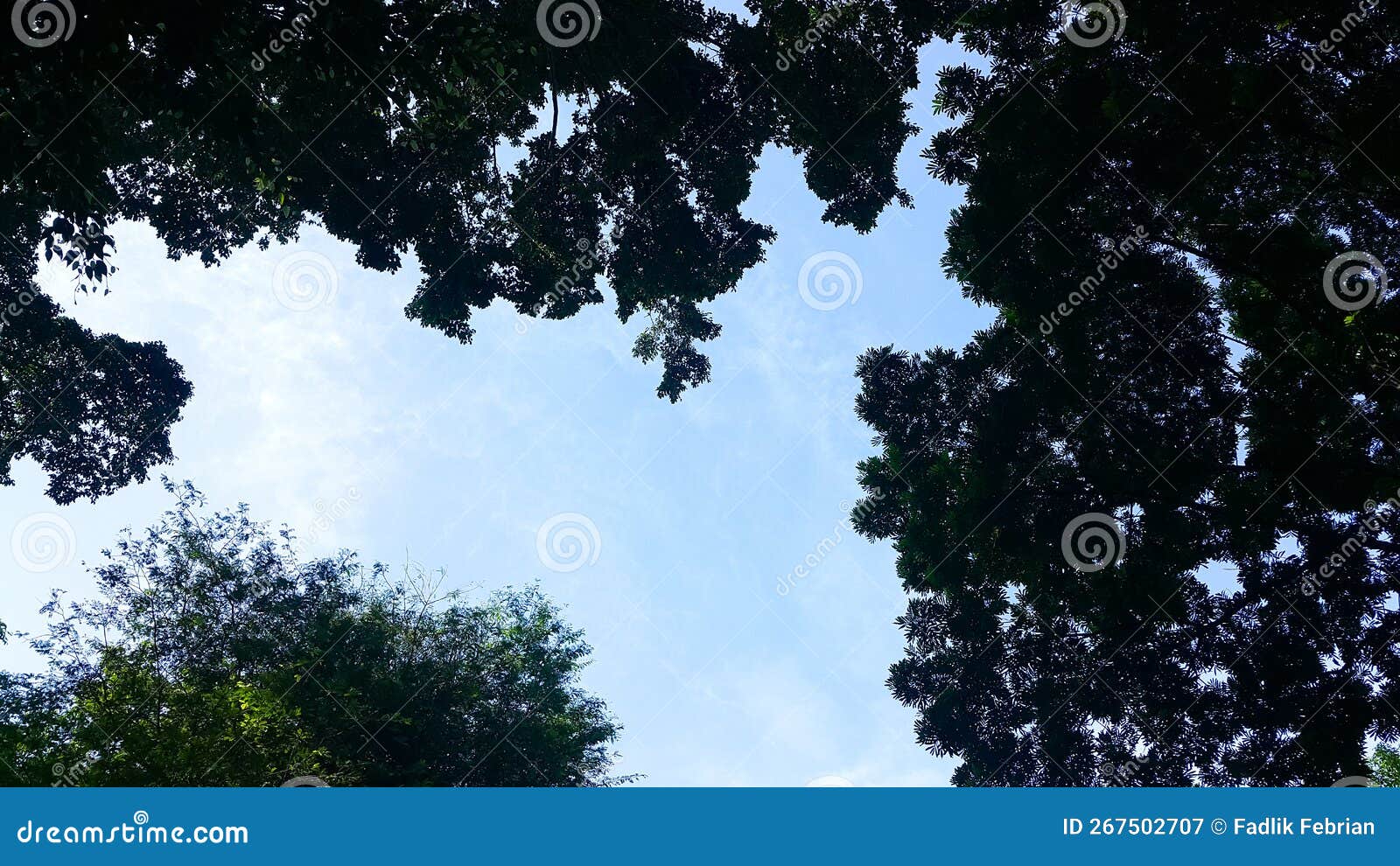 View of the Blue Sky from Under the Shady Trees Stock Image - Image of ...