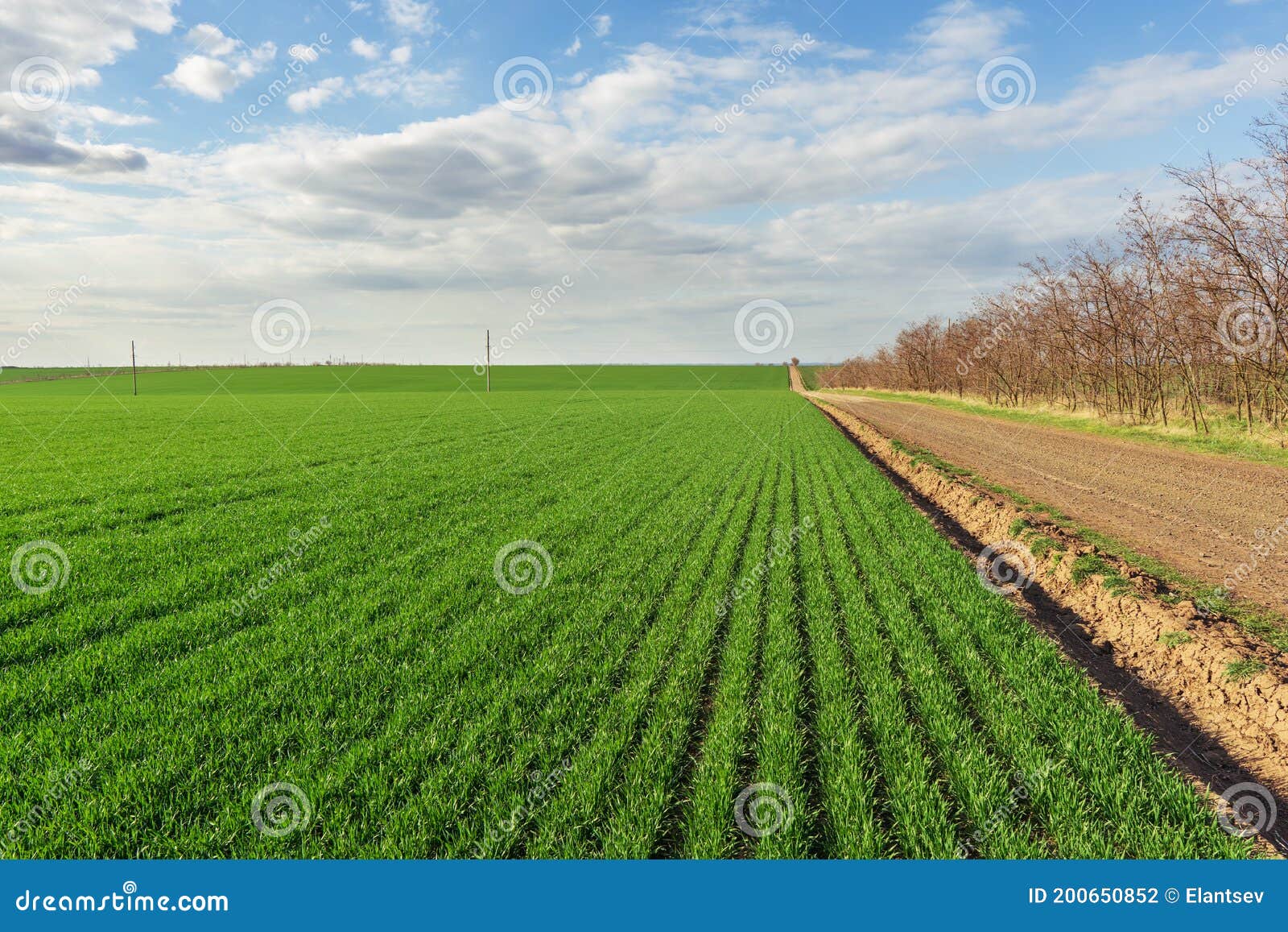 View of the Border between the Two Fields and the Trees Separating Them ...