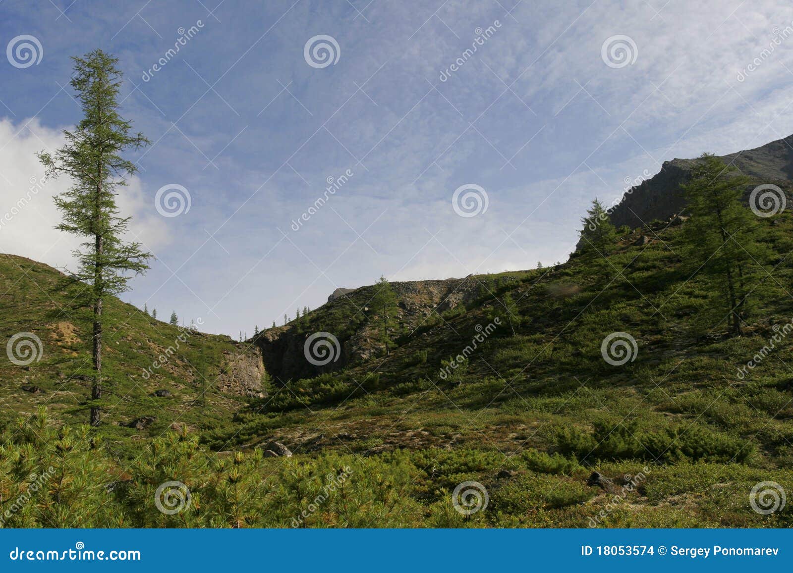 View of Boreal Coniferous Forest Stock Photo - Image of hill, extreme ...
