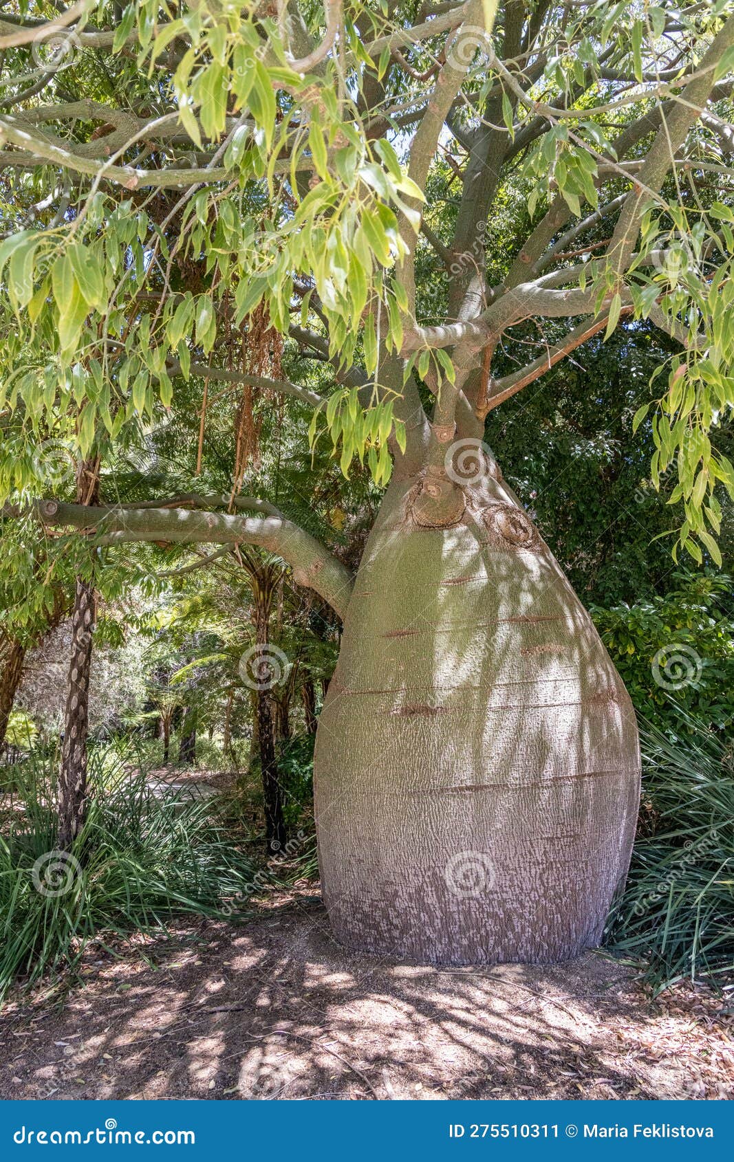 View of Bottle Tree in Kings Park Stock Image - Image of garden, branch ...