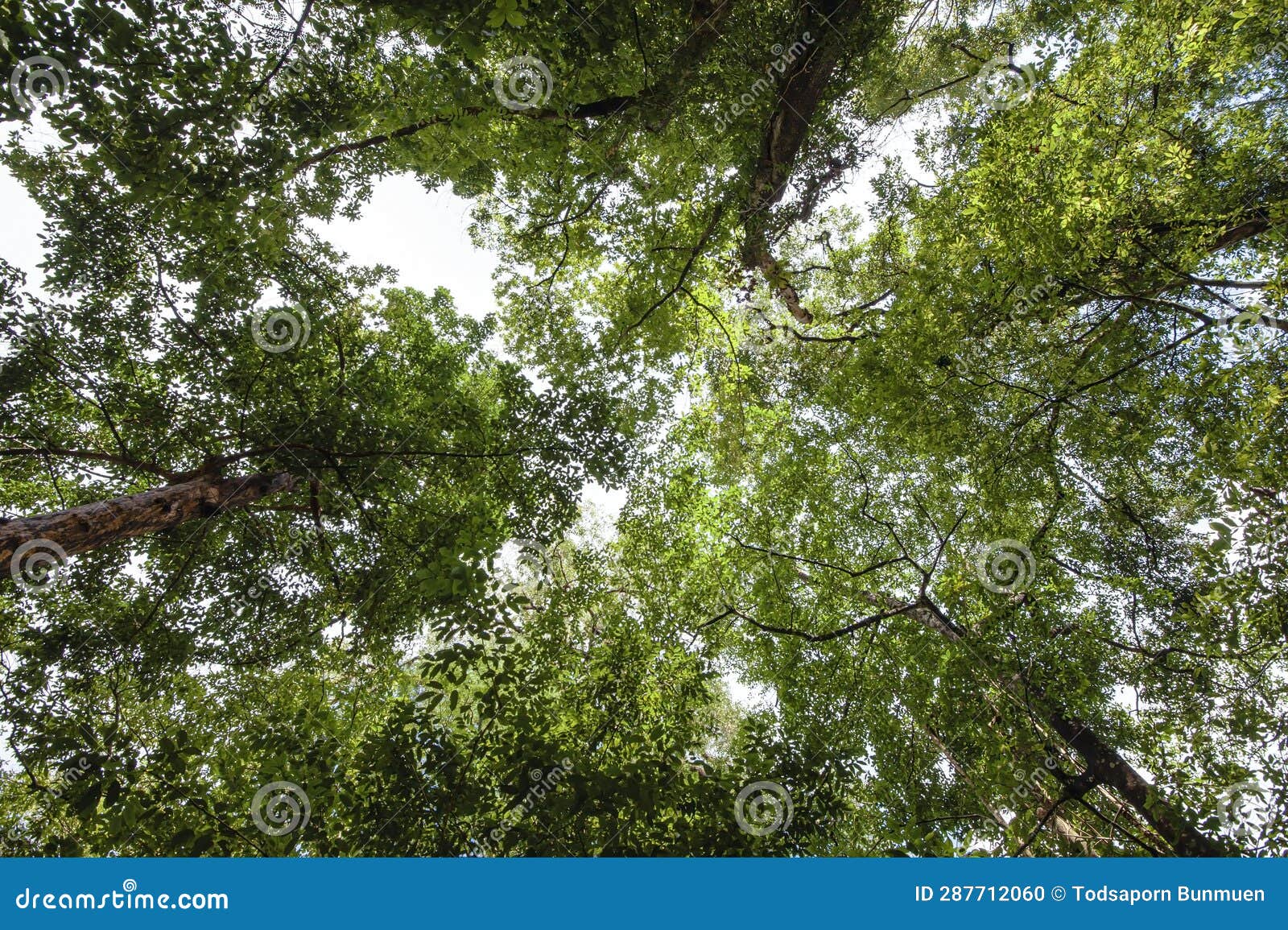A View from the Bottom of a Big Tree in the Forest Stock Photo - Image ...