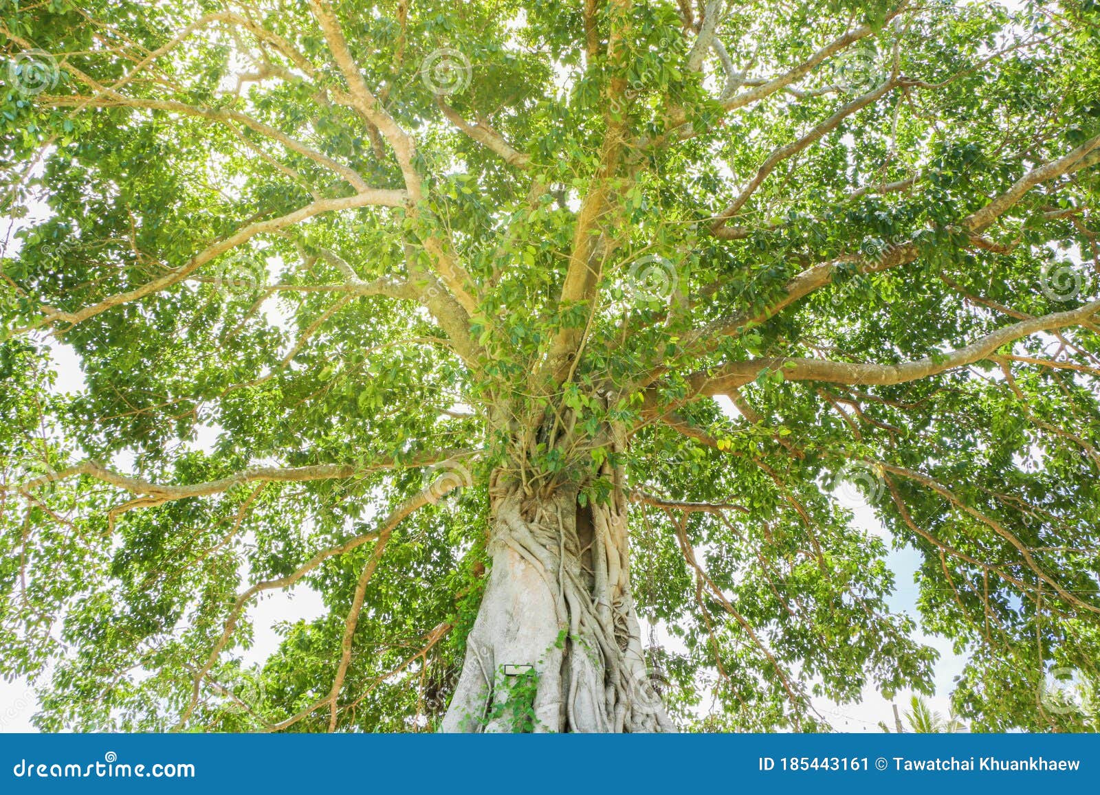 View from the Bottom of a Large Tree, Many Branches Stock Image - Image ...