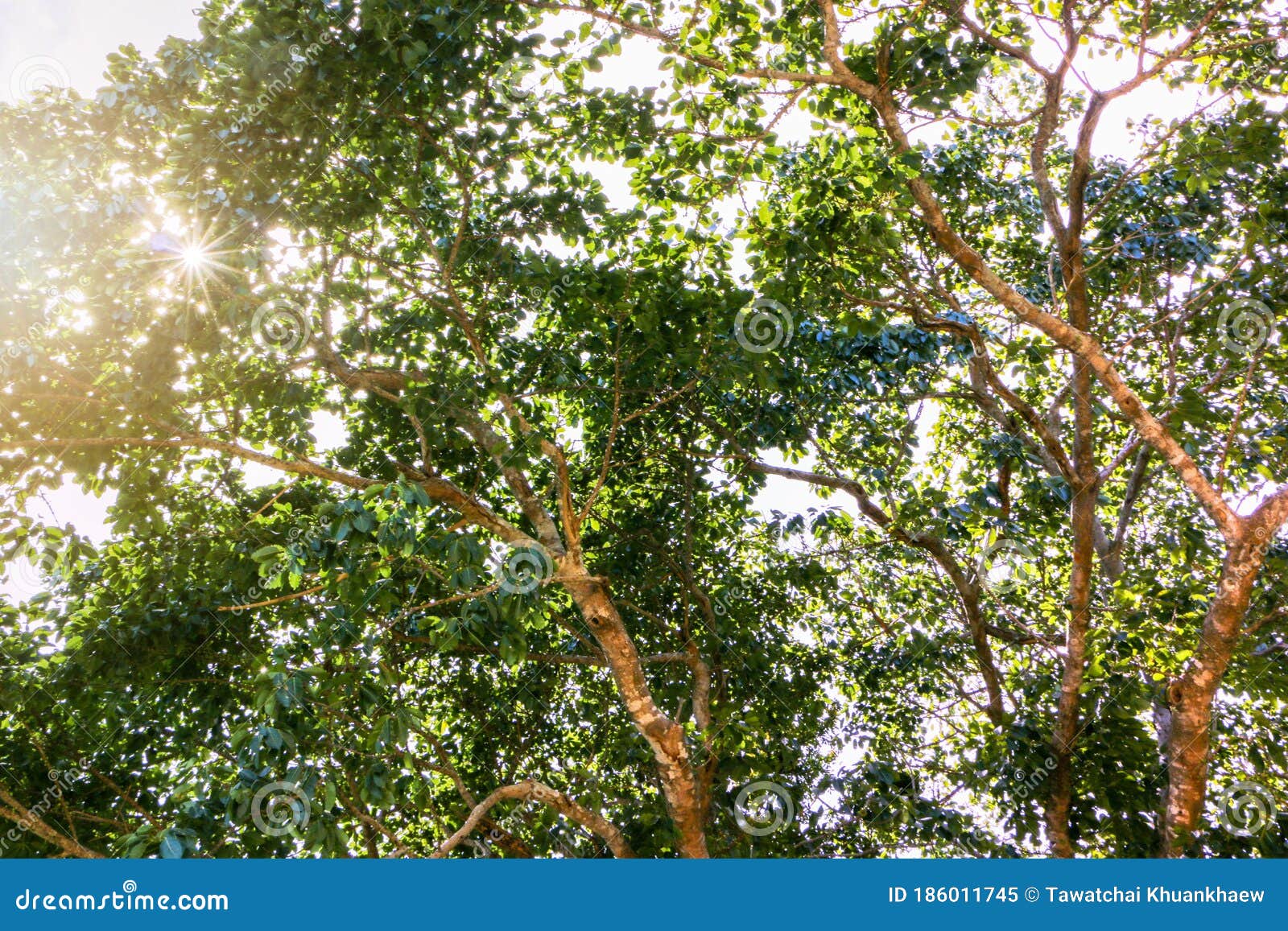 View from the Bottom of a Large Tree, Many Branches Stock Image - Image ...
