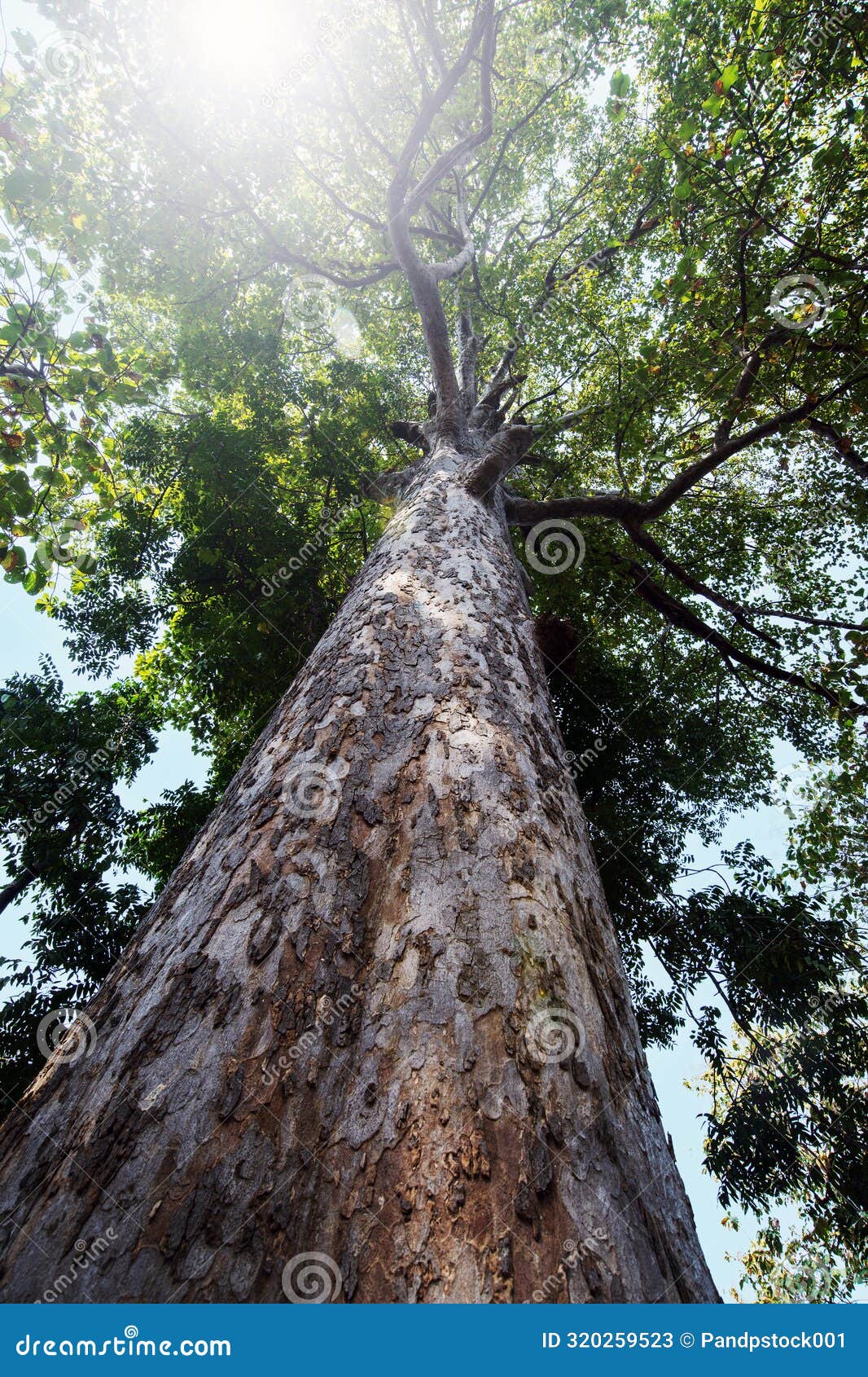 View from Bottom of a Large Tree with Sunlight Shining through the ...