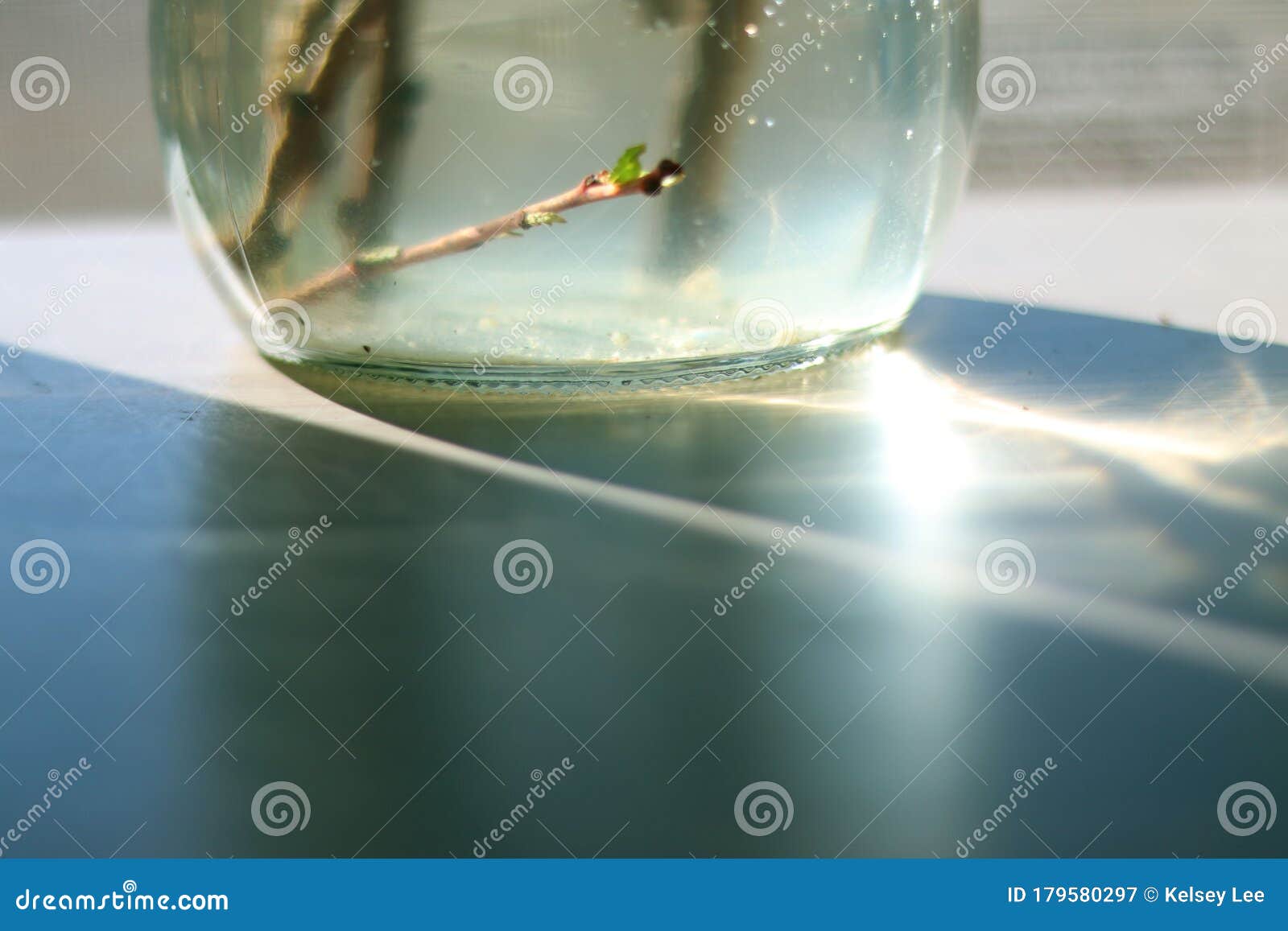 Tree Saplings Growing in Mason Jar Bottom of the Jar Stock Image ...