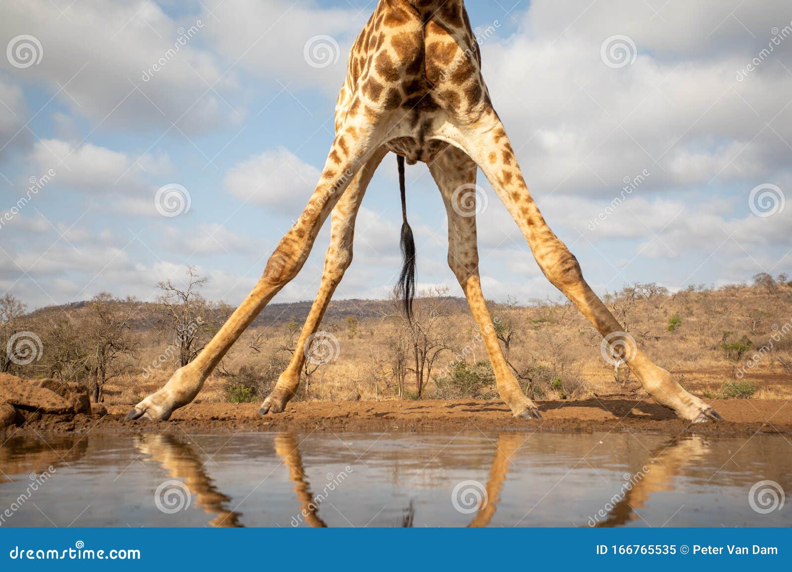 View of the Bottom Part of a Giraffe Stock Image - Image of ...