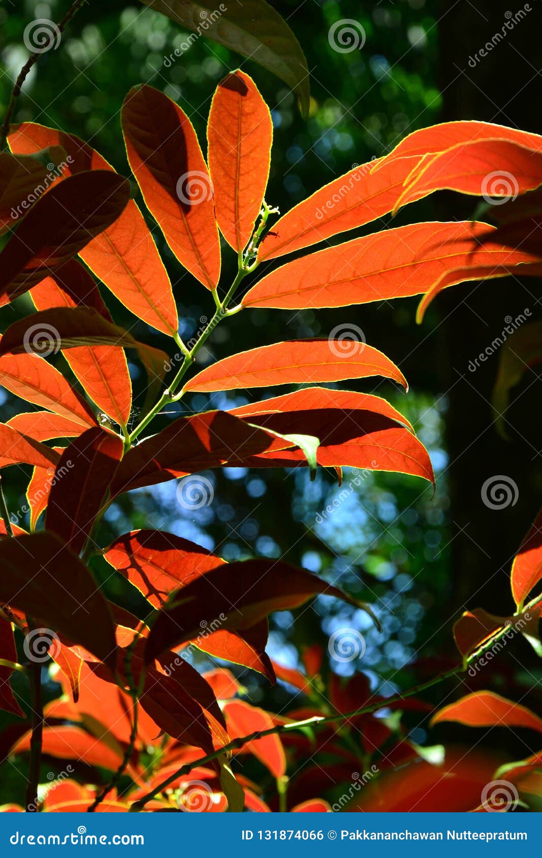 Picara Stock Photos - Download 30 Royalty Free Photos