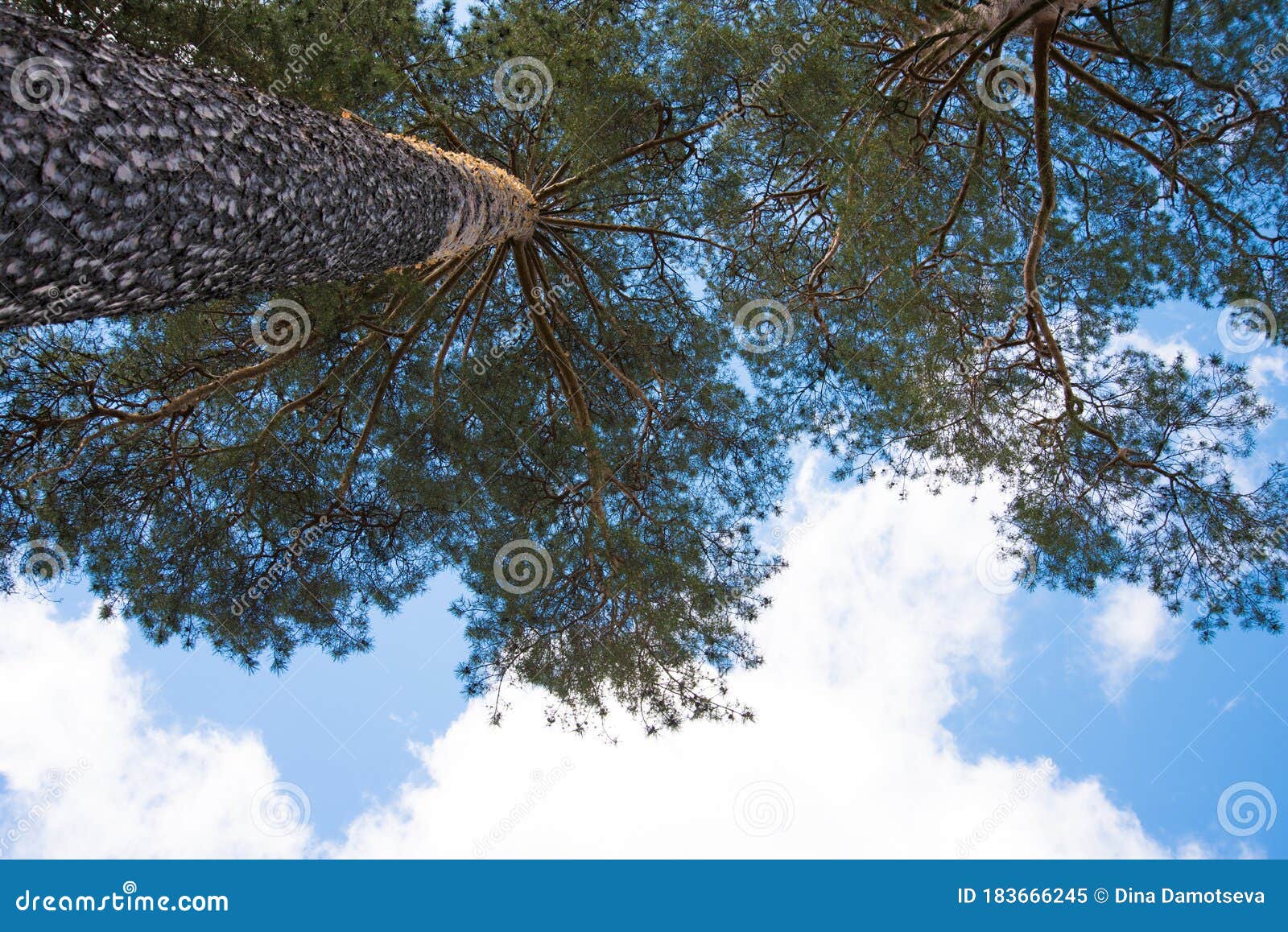 View from the Bottom of the Tree Canopy, Blue Sky and White Clouds ...