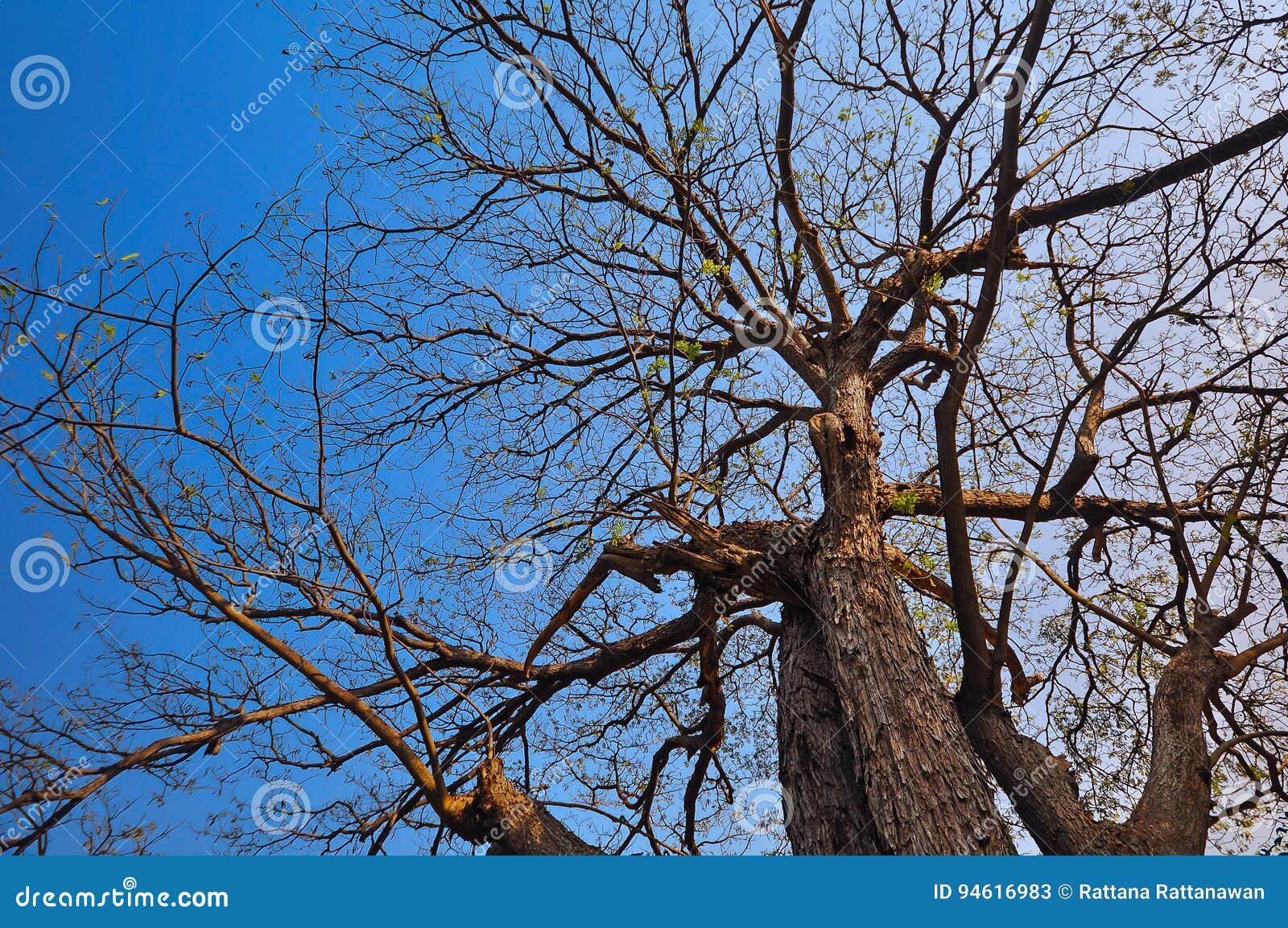 View from the Bottom of the Tree, that Have Branched Branches Li Stock ...