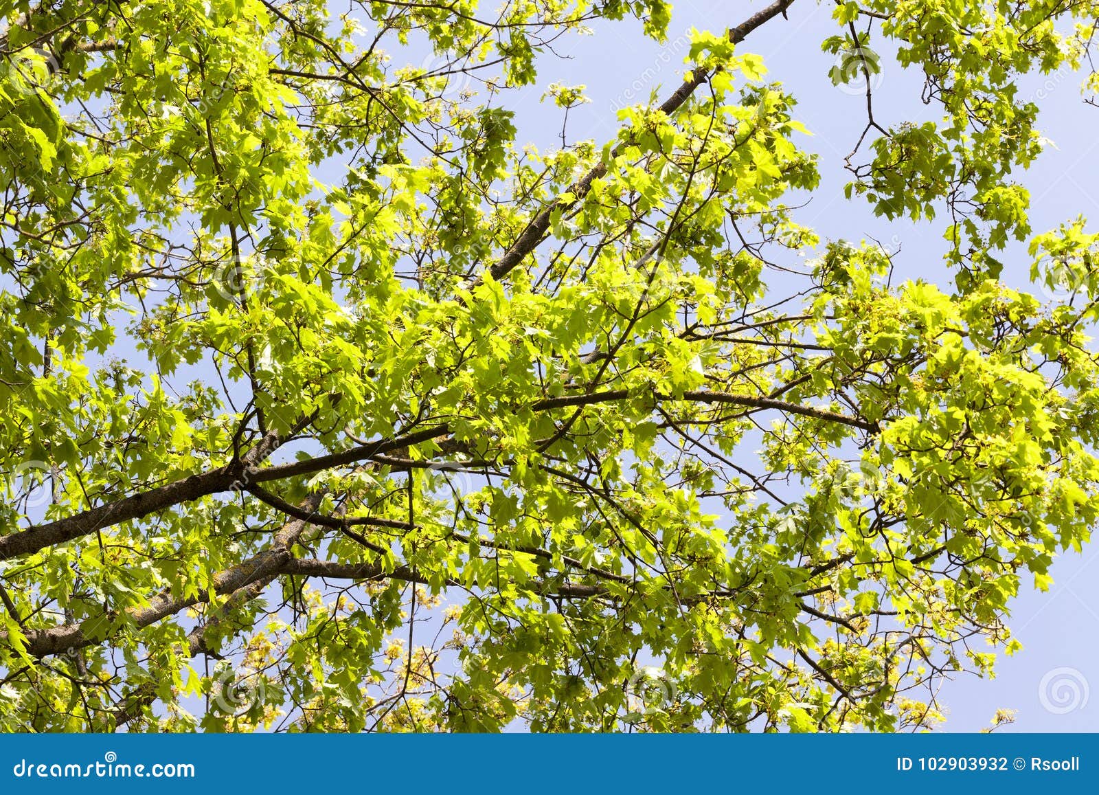 Maple tree spring leaves stock photo. Image of leaves - 102903932