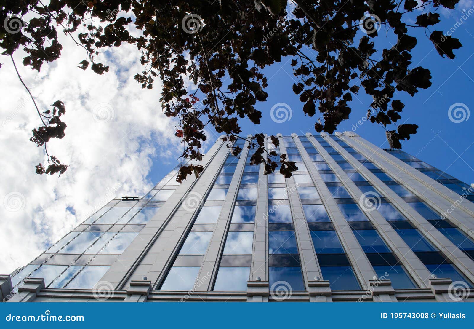 A View from the Bottom Up through the Leaves of a Tree To a Modern Tall ...