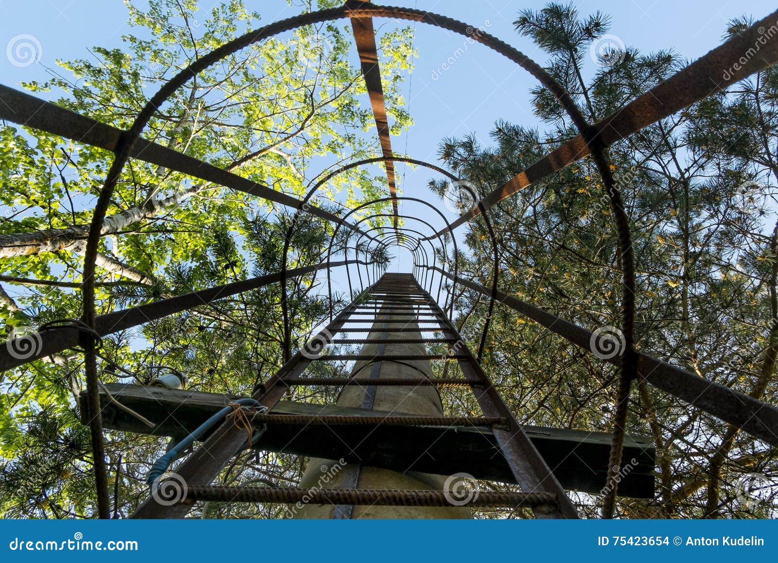 The View from the Bottom Up To the Ladder on the Column Transmission ...