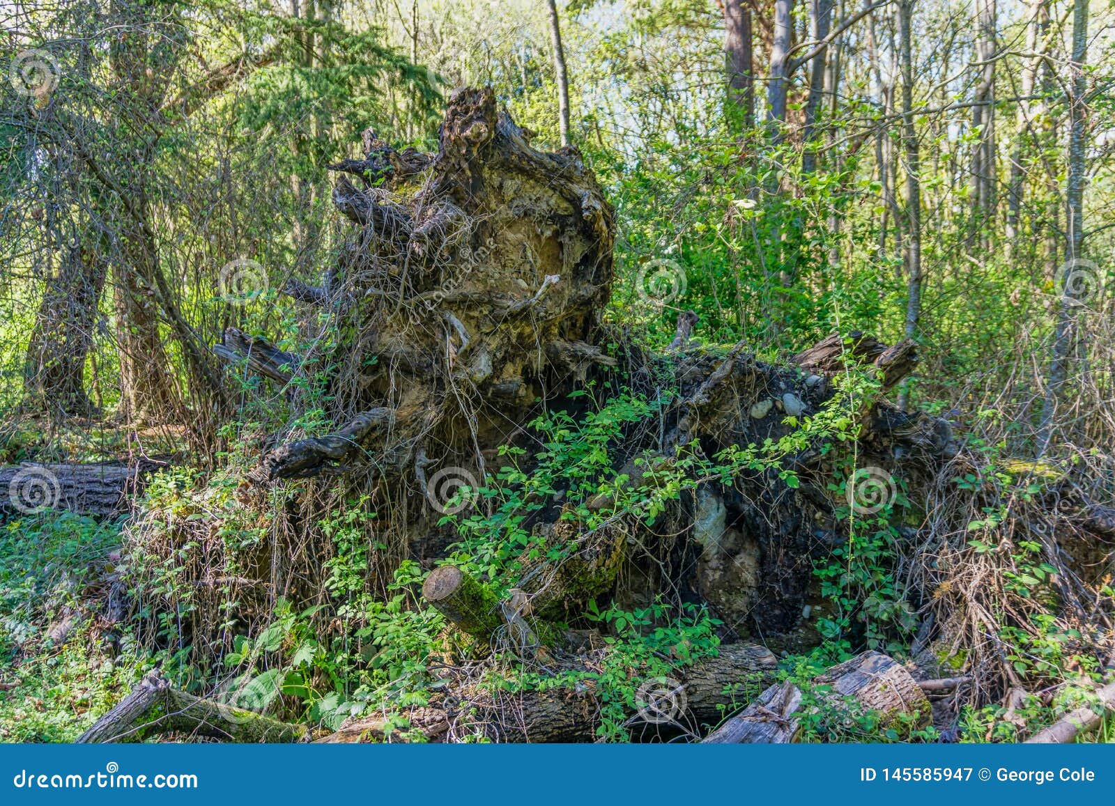 Upended Tree Trunk stock image. Image of nature, park - 145585947