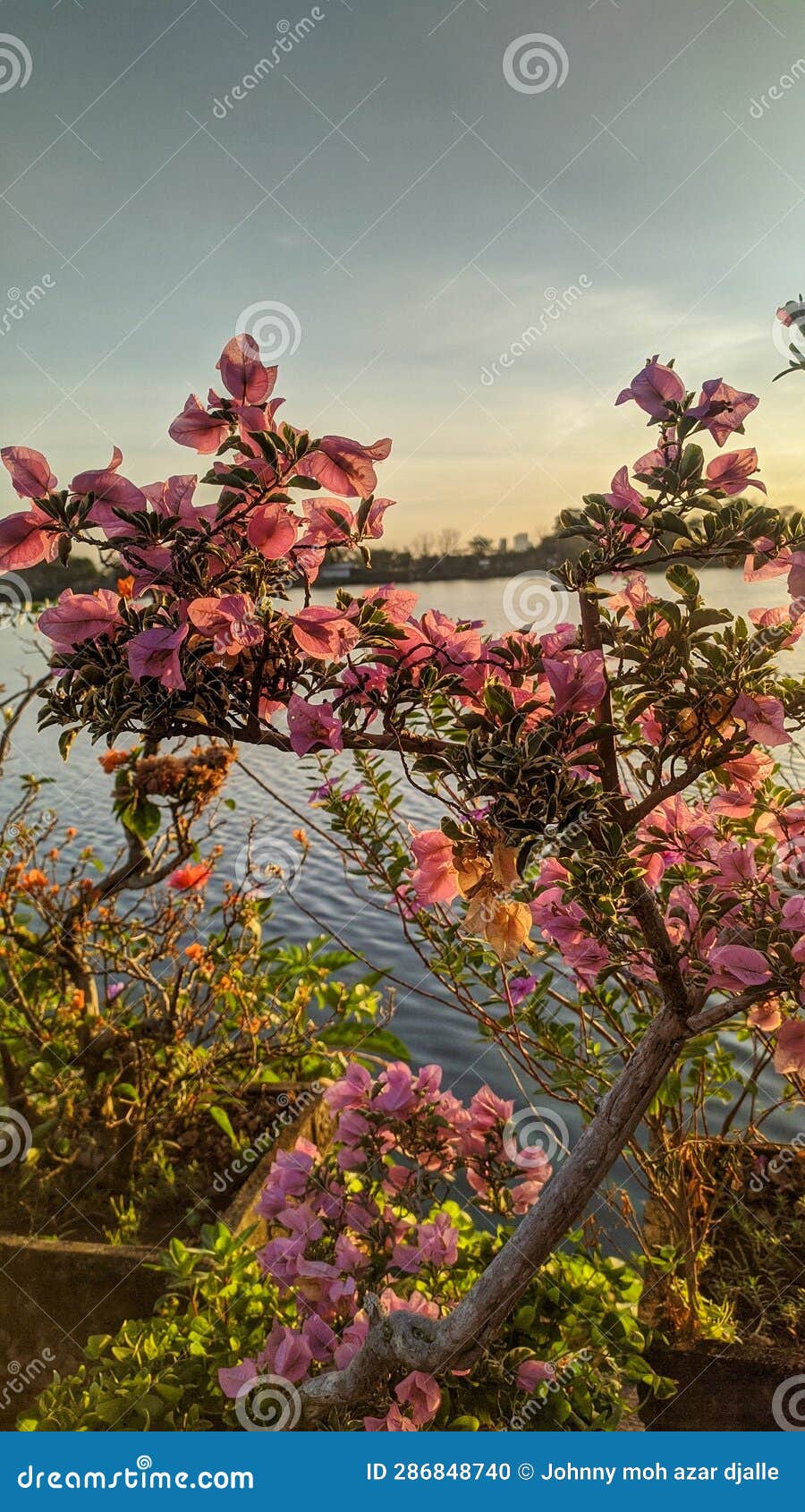 View of Bougenville Flower and River Background Stock Photo - Image of ...